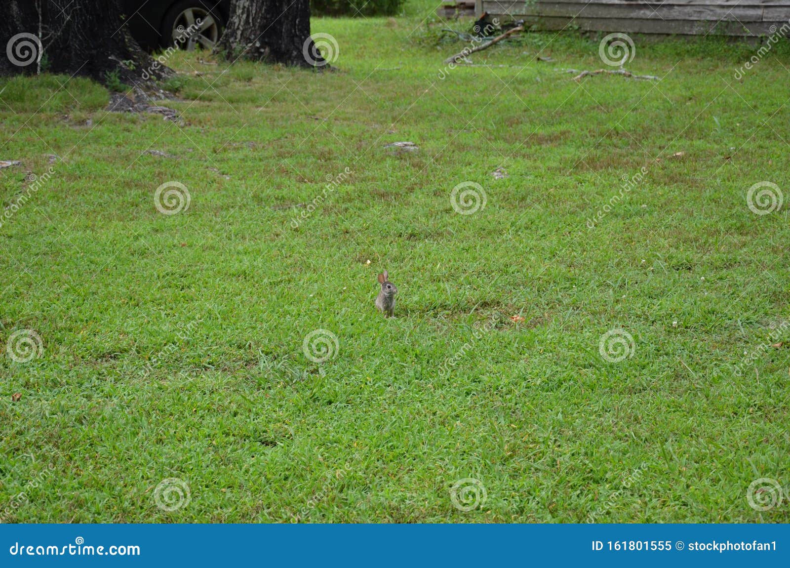 Cute Bunny or Rabbit in Green Grass or Lawn Stock Image - Image of ...