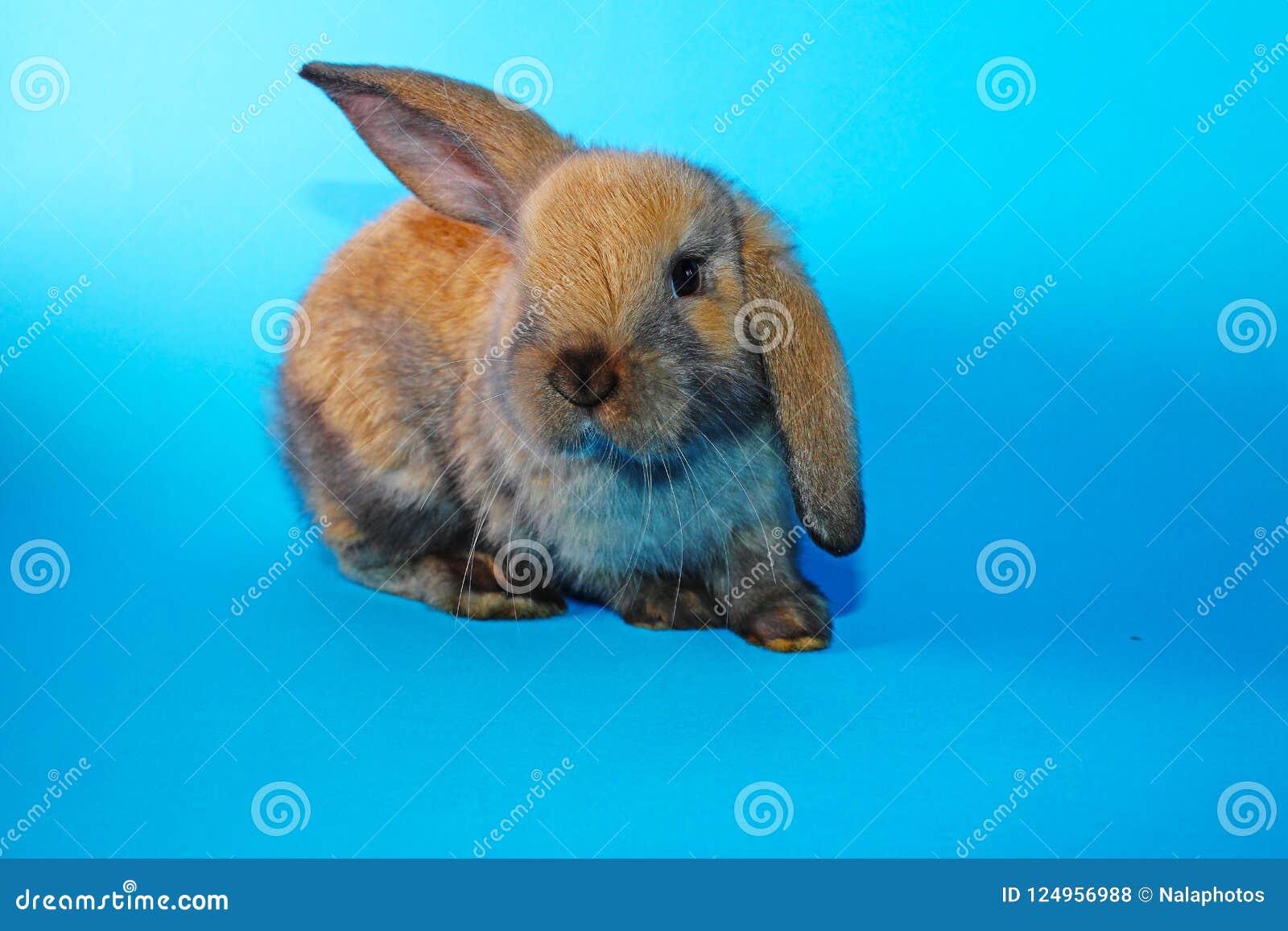 Cute Bunny Rabbit Kit on Colorful Studio Background Stock Photo - Image ...