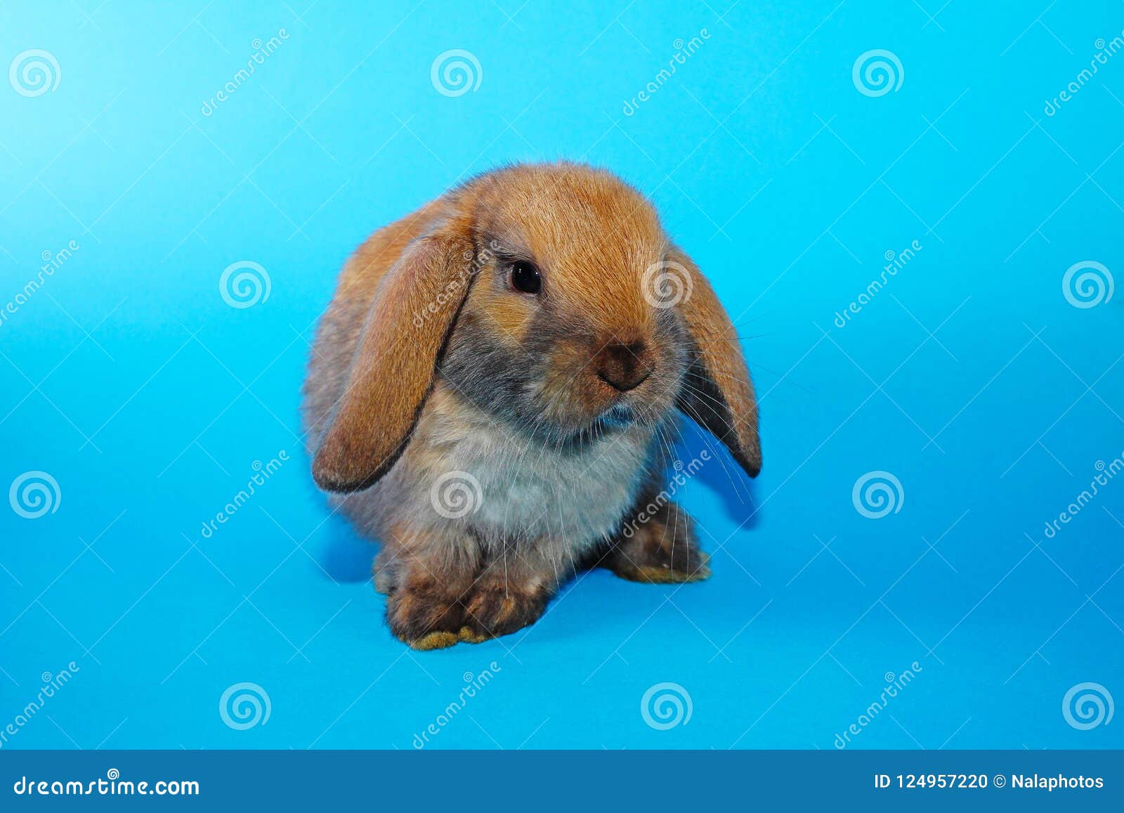 Cute Bunny Rabbit Kit on Colorful Studio Background Stock Photo - Image ...