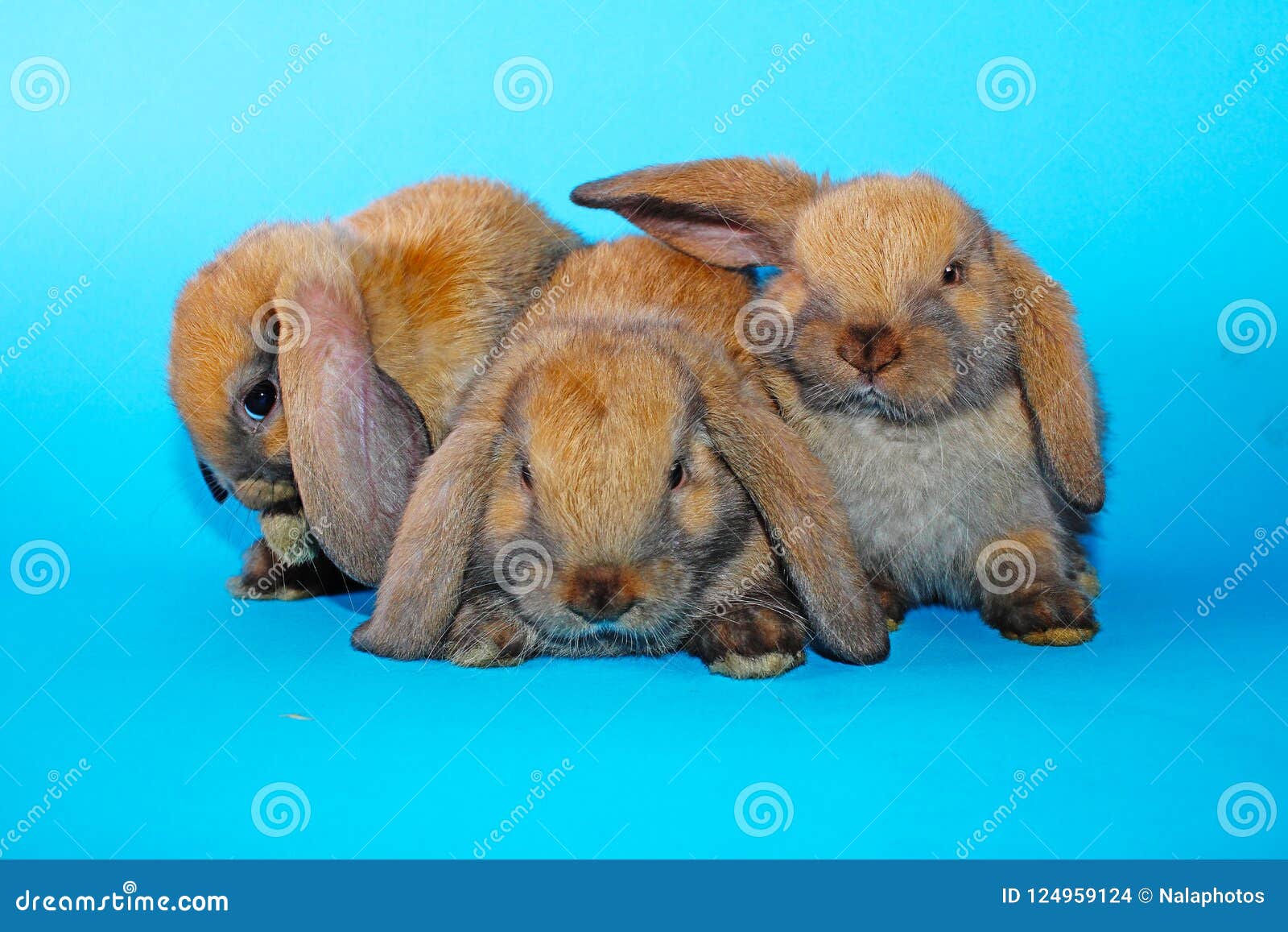 Cute Bunny Rabbit Kit on Colorful Studio Background Stock Photo - Image ...