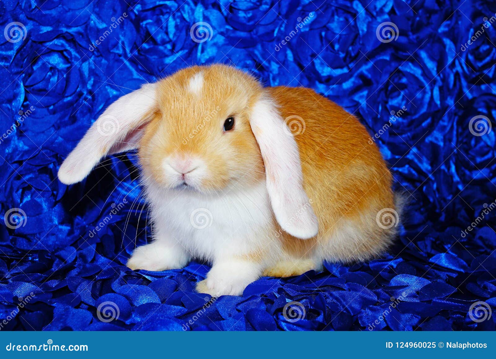 Cute Bunny Rabbit Kit on Colorful Studio Background Stock Image - Image ...
