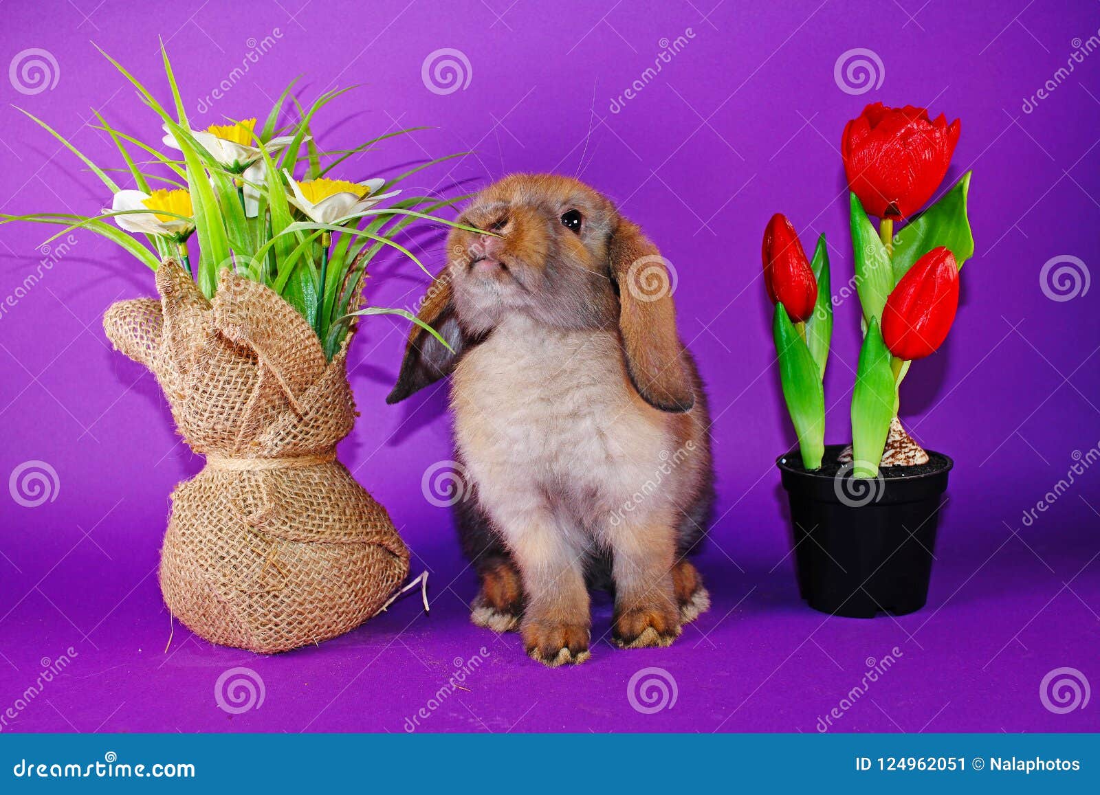 Cute Bunny Rabbit Kit on Colorful Studio Background Stock Image - Image ...