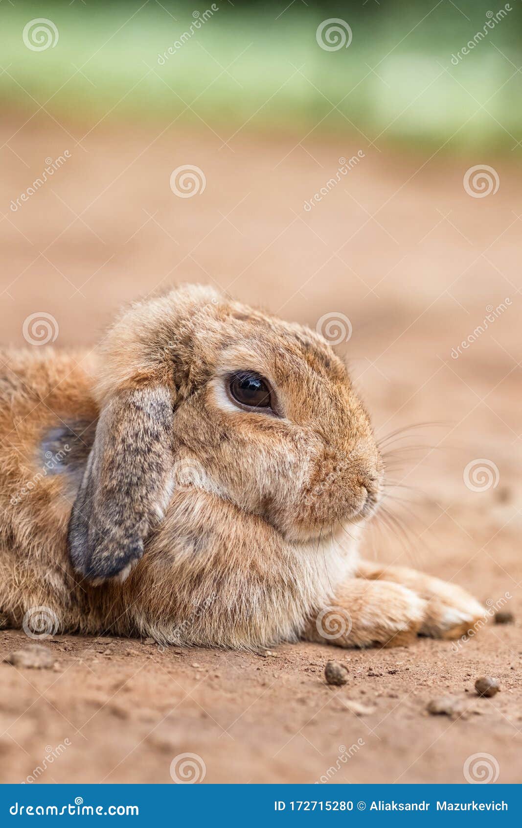 Cute Bunny Rabbit Outdoor Portrait Stock Photo - Image of adorable ...