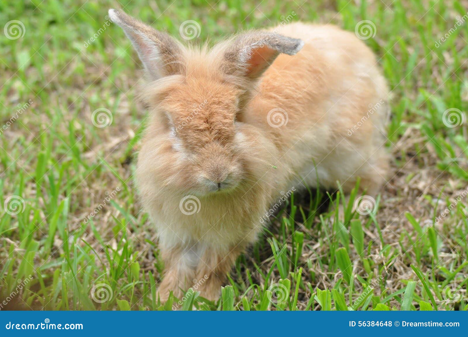 Cute Bunny stock photo. Image of birdwatching, hunt, magpie - 56384648