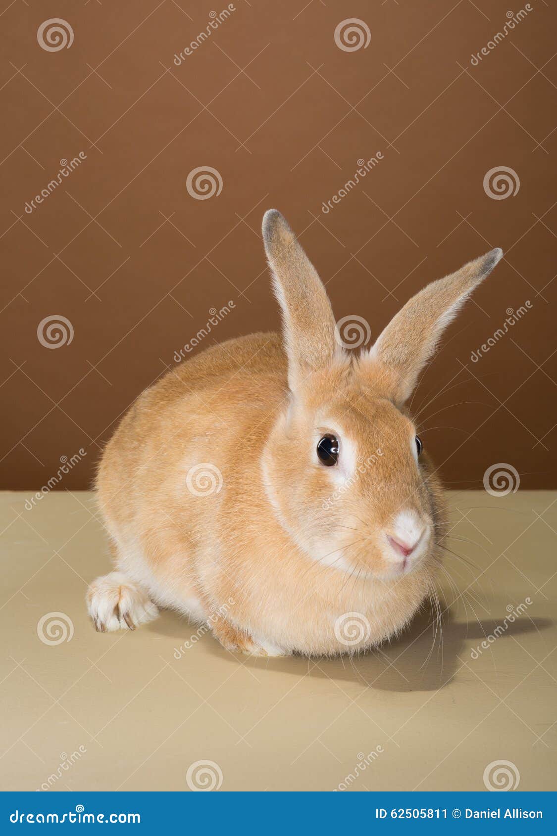 Cute Bunny Rabbit Posing in a Studio Against a Cream and Brown Wall ...