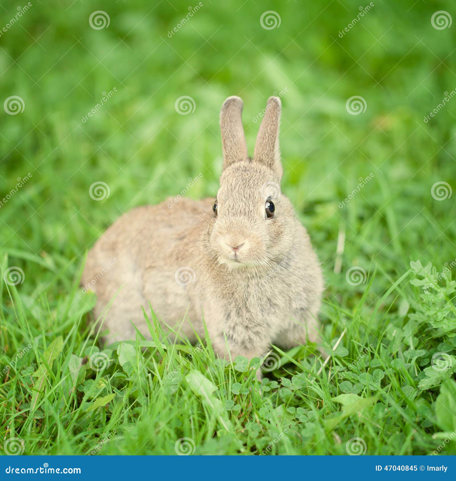 Cute Bunny Rabbit Sitting in the Grass Stock Image - Image of meadow ...