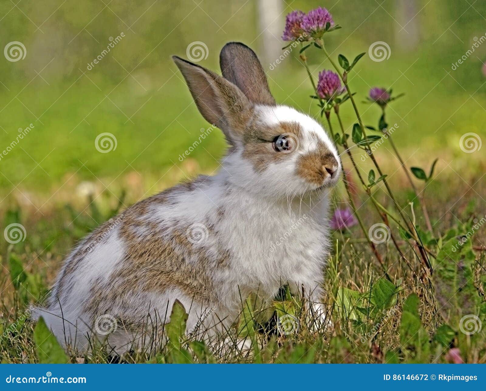 Cute Bunny Rabbit stock photo. Image of week, zoology - 86146672