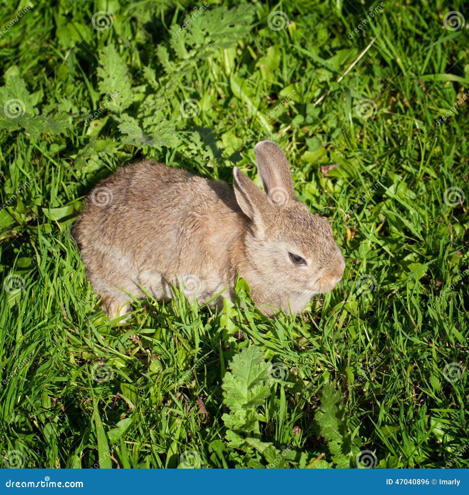 Cute Bunny Rabbit Sitting Quietly in the Grass Stock Photo - Image of ...