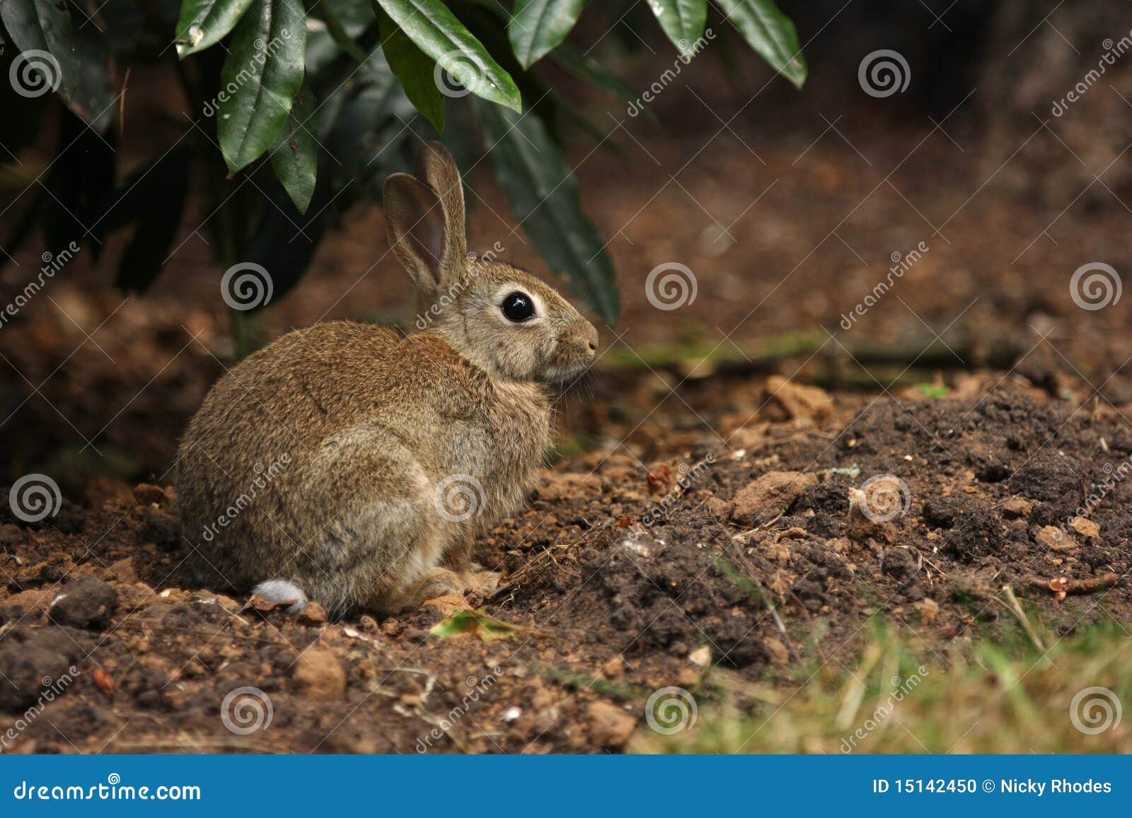 Cute Bunny Rabbit in Undergrowth Stock Photo - Image of mammal, foliage ...