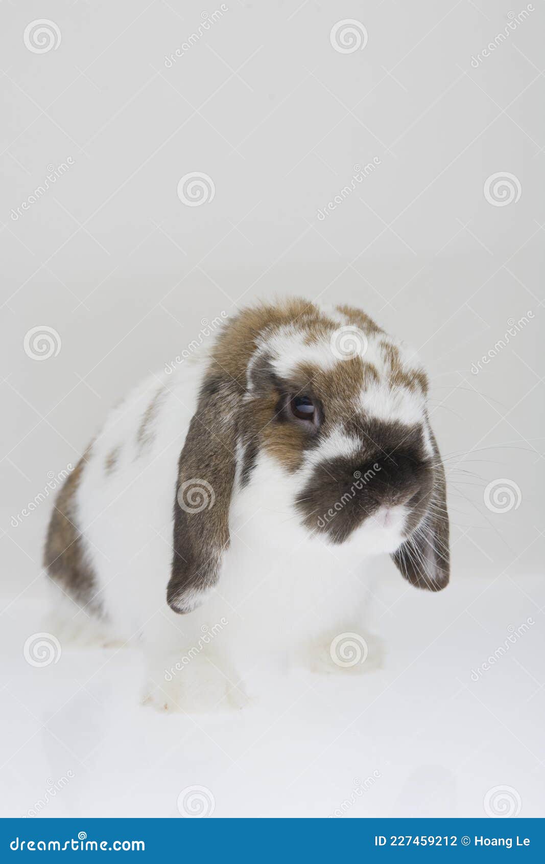 A Cute Bunny Rabbit on White Background Stock Photo - Image of rabbit ...