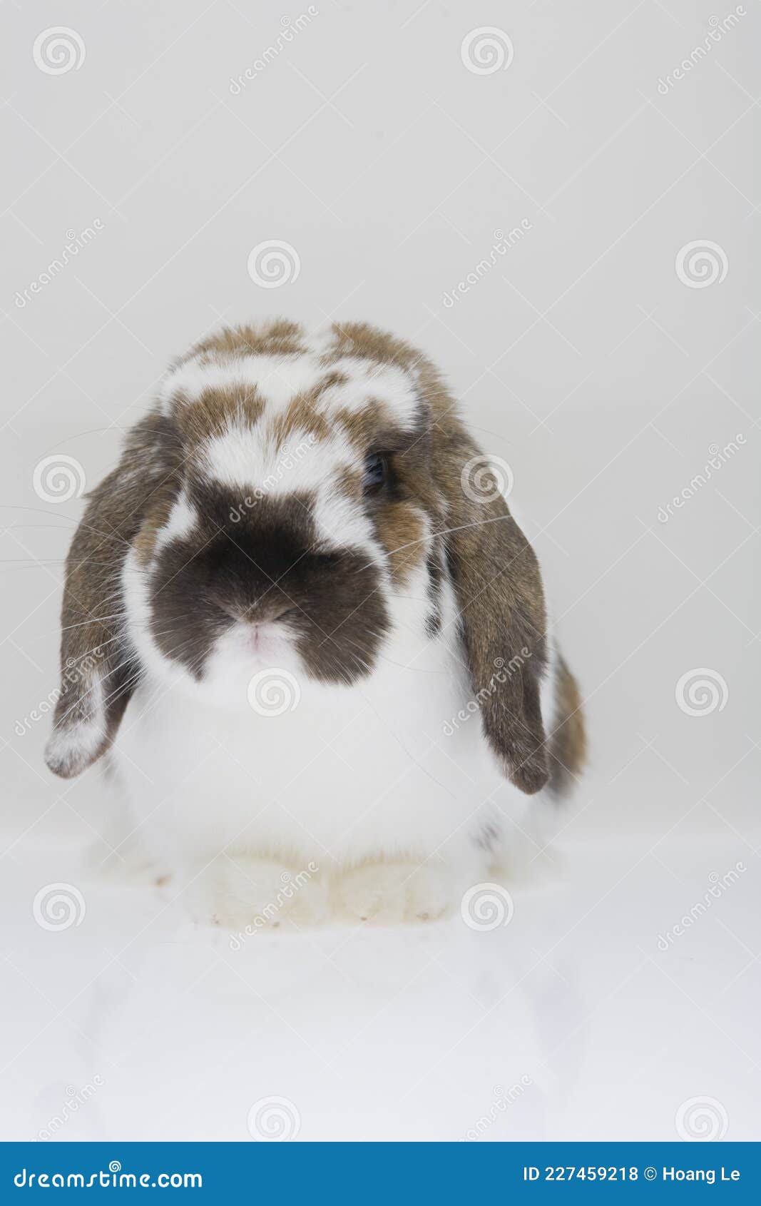 A Cute Bunny Rabbit on White Background Stock Photo - Image of copy ...