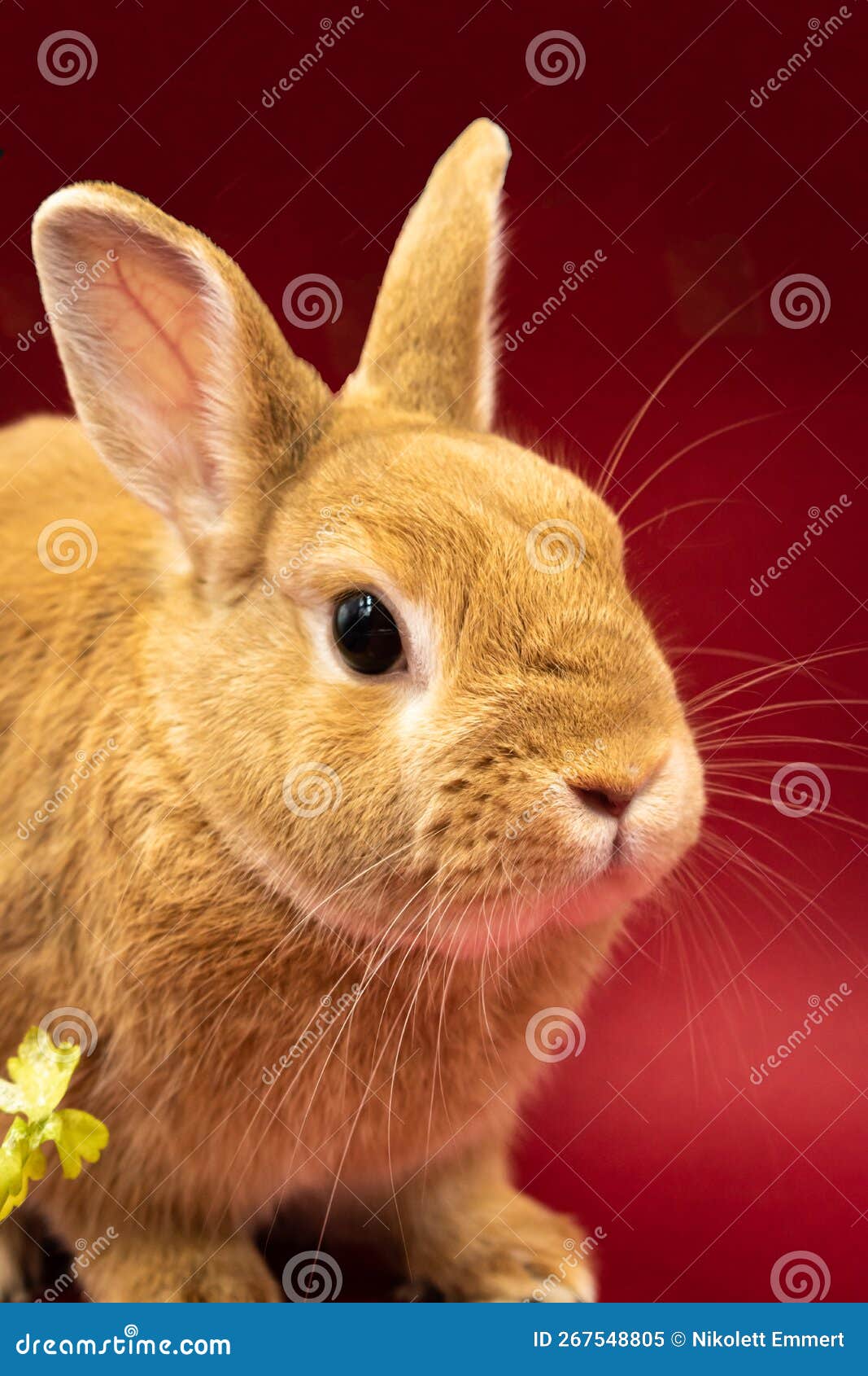 Cute Bunny with Red Background Stock Image - Image of fluffy, closeup ...