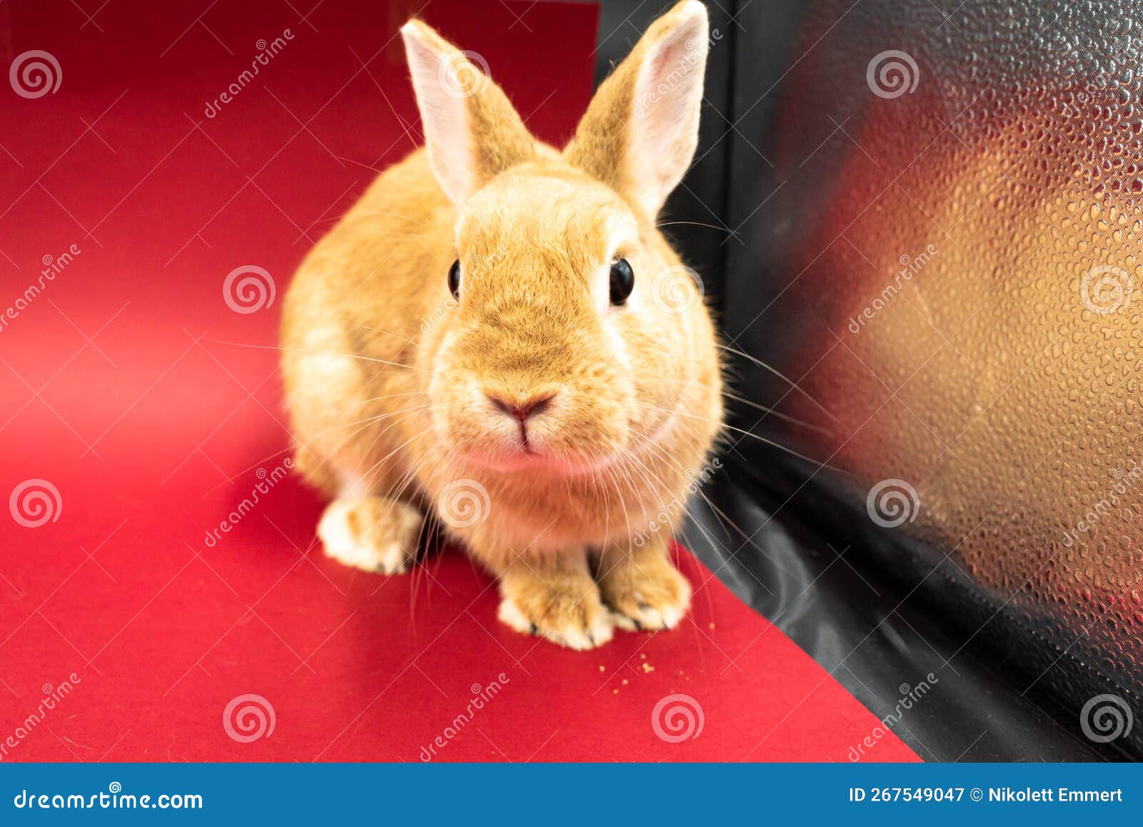 Cute Bunny with Red Background Stock Image - Image of cute, orange ...
