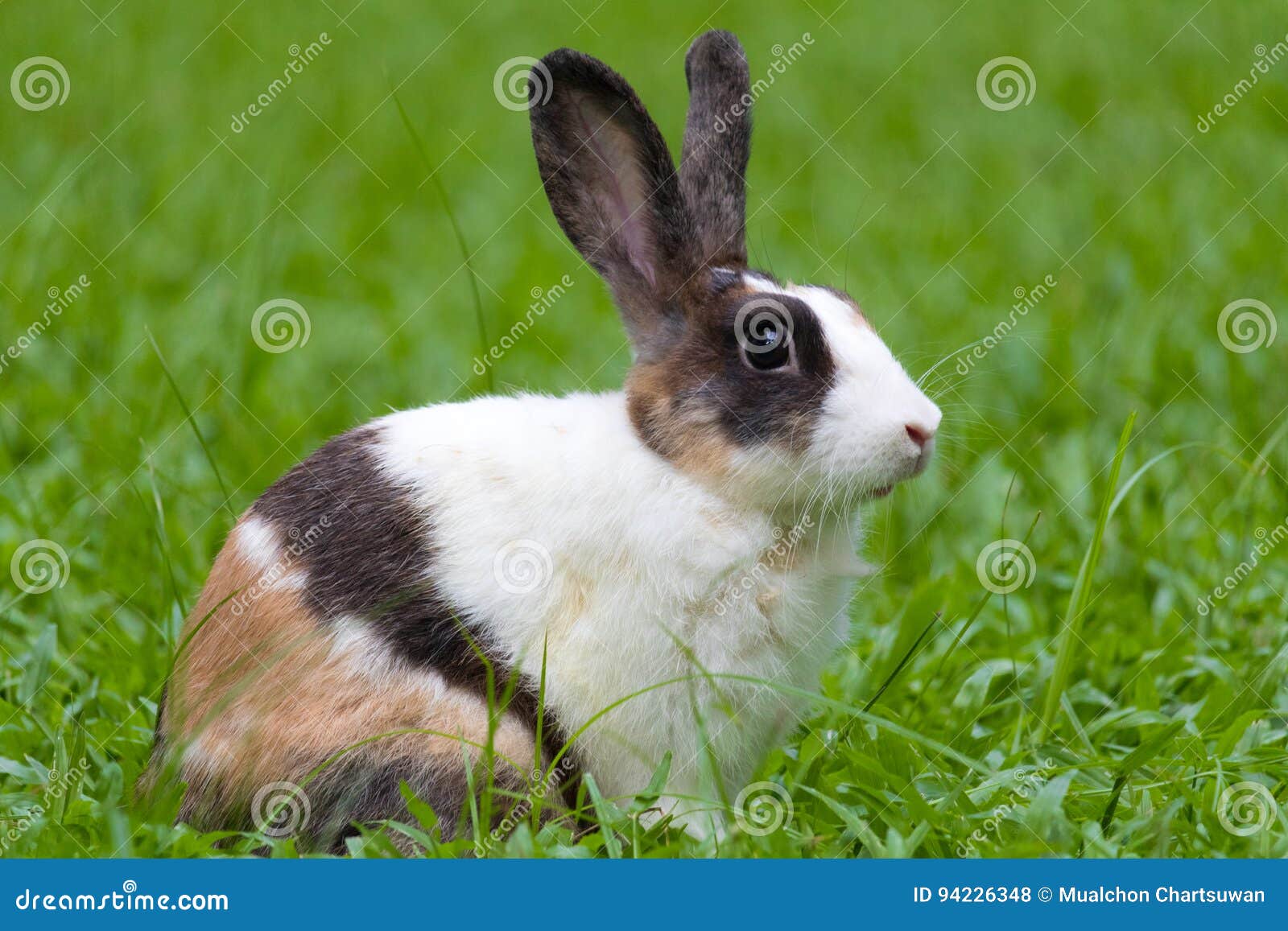 Cute Bunny Relaxing on Grass Stock Photo - Image of park, happy: 94226348