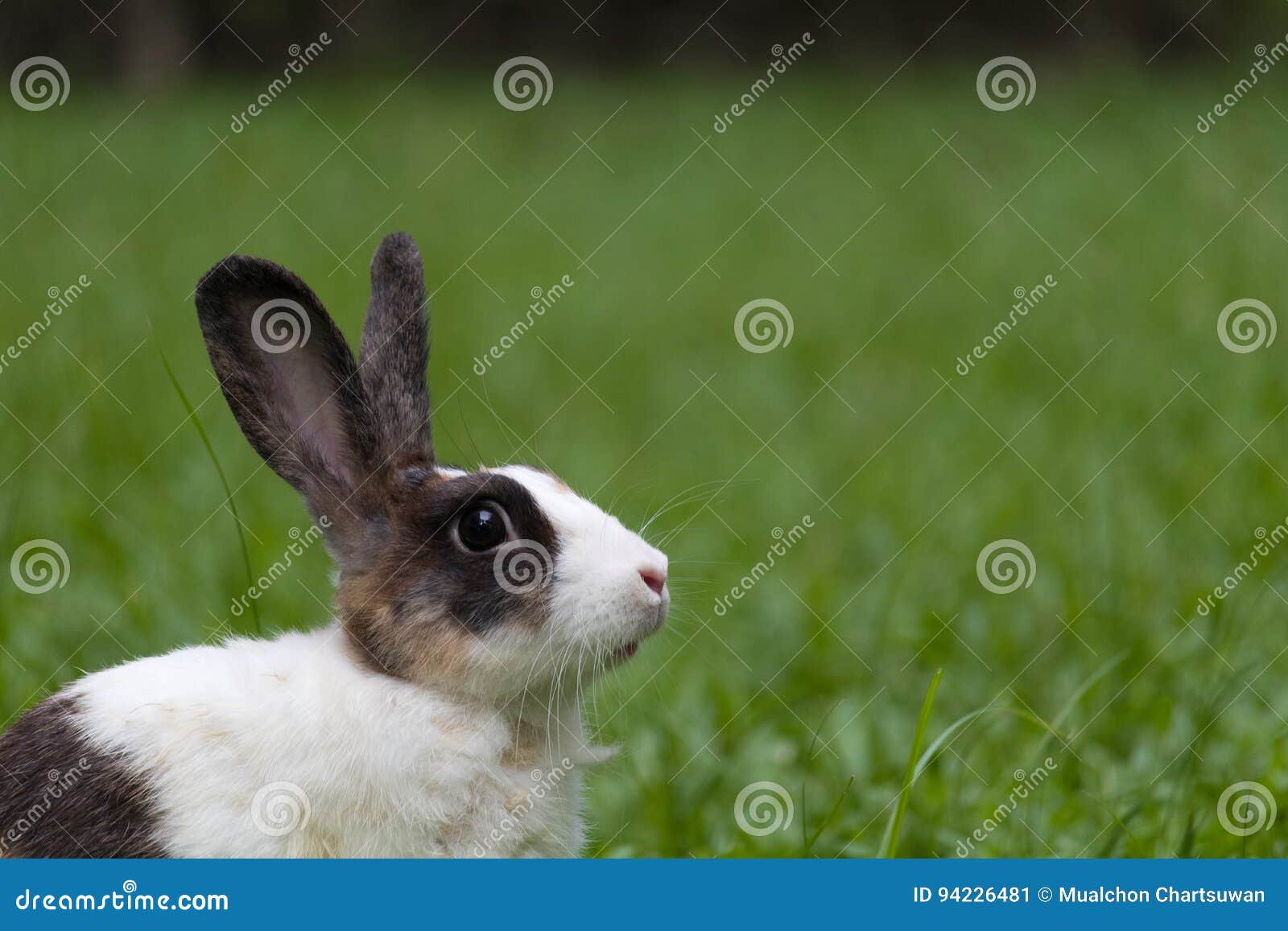 Cute Bunny Relaxing on Grass Stock Image - Image of park, dutch: 94226481