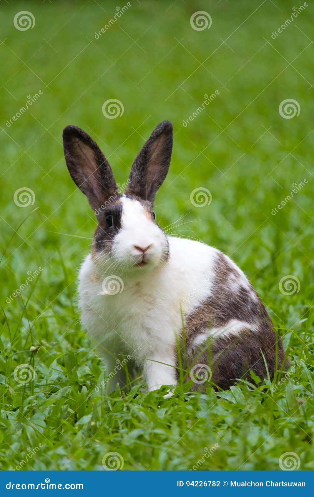 Cute Bunny Relaxing on Grass Stock Photo - Image of outdoor, cute: 94226782