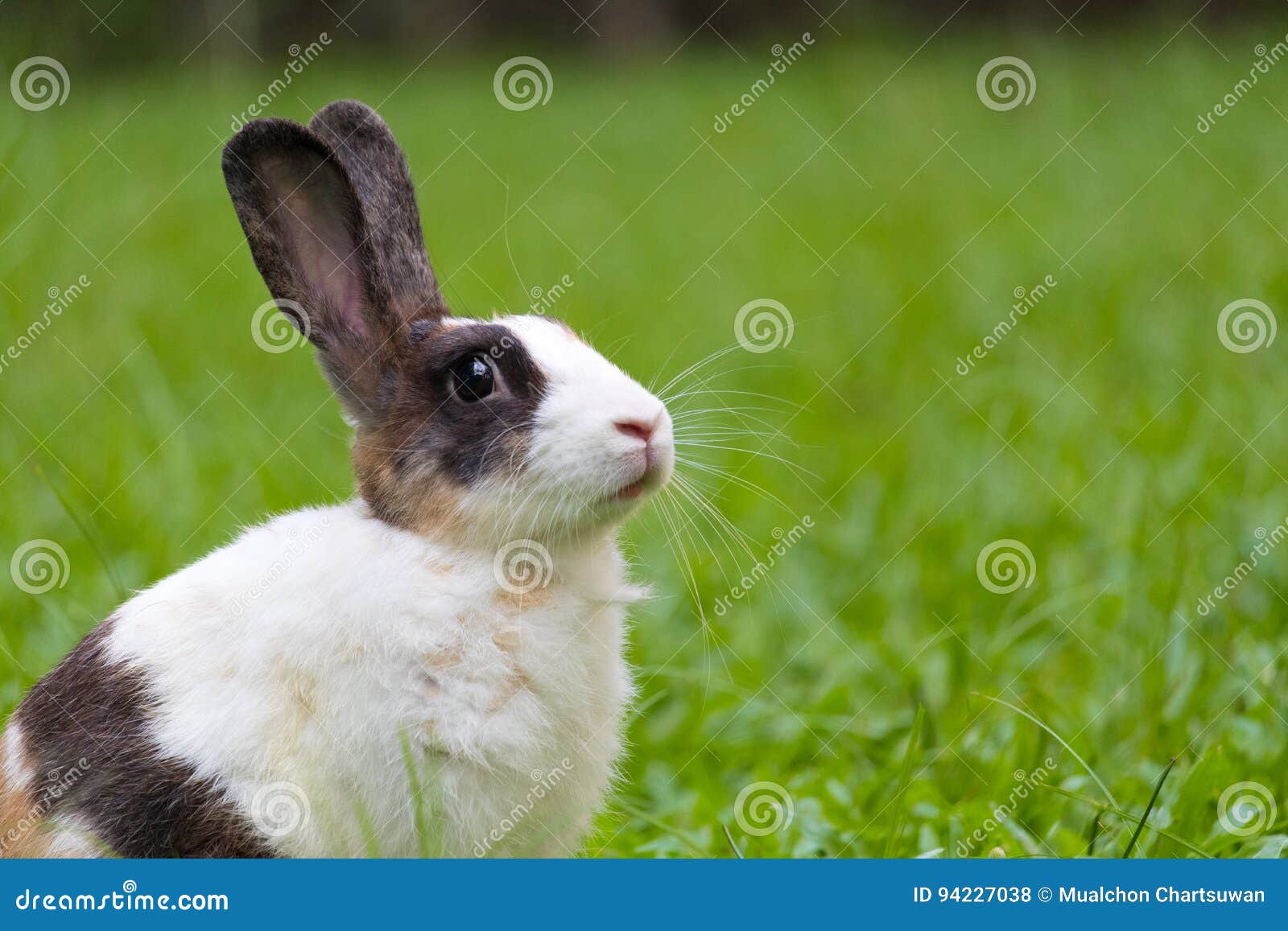 Cute Bunny Relaxing on Grass Stock Photo - Image of adorable, happy ...