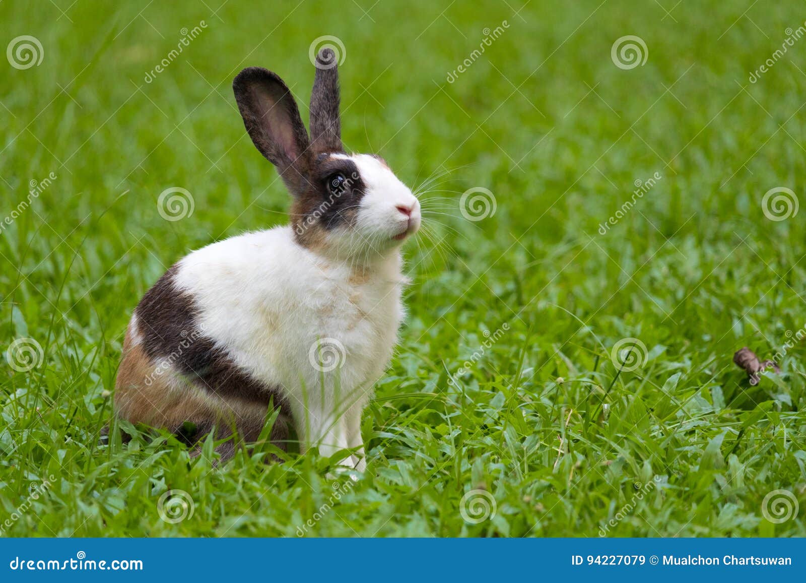 Cute Bunny Relaxing on Grass Stock Image - Image of funny, relaxing ...