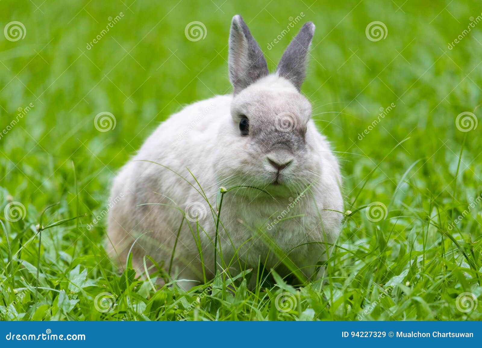 Cute Bunny Relaxing on Grass Stock Image - Image of dutch, bunny: 94227329
