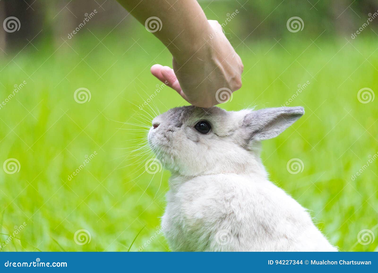 Cute Bunny Relaxing on Grass Stock Photo - Image of happy, outdoor ...