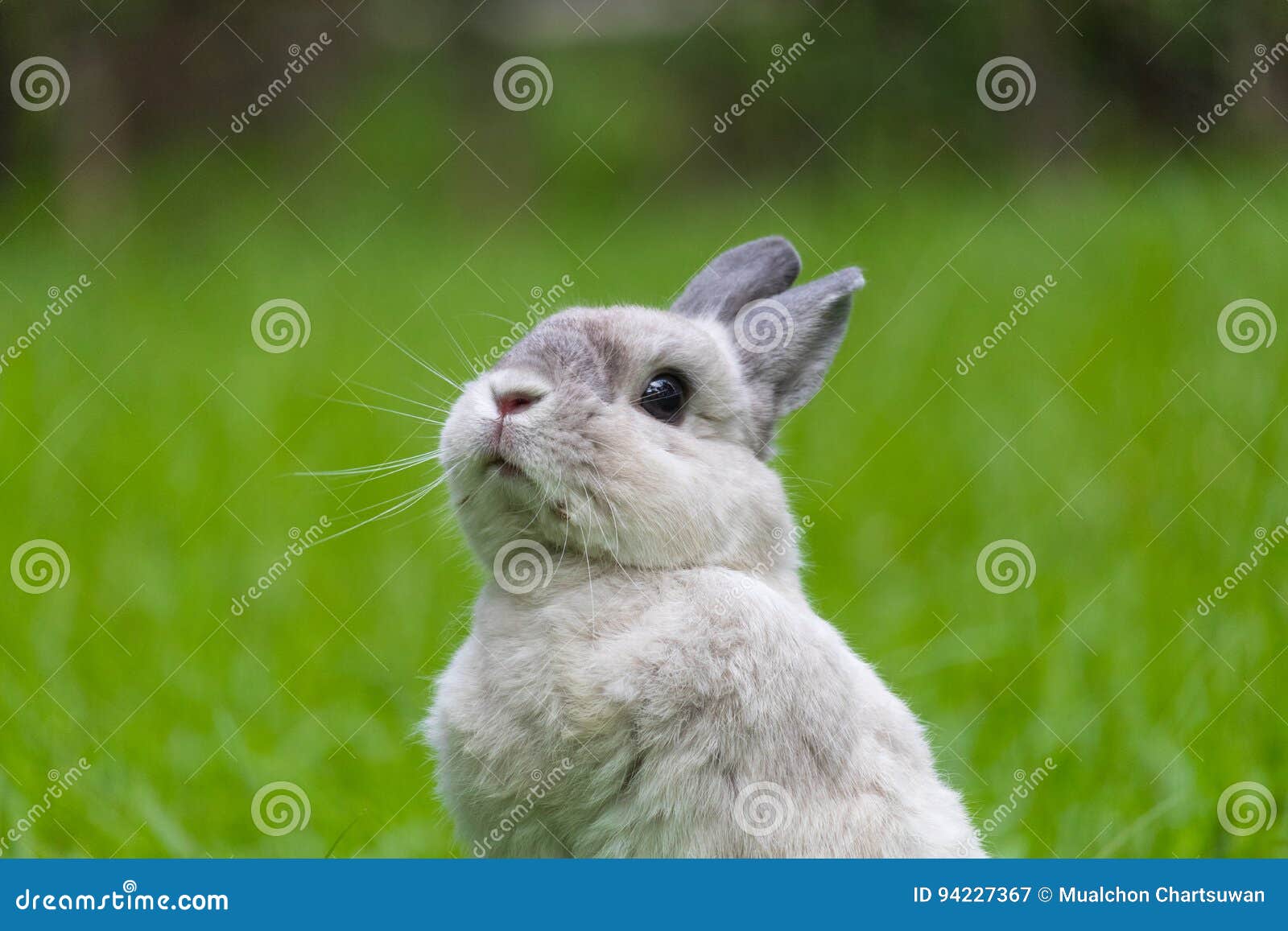 Cute Bunny Relaxing on Grass Stock Image - Image of dutch, standing ...
