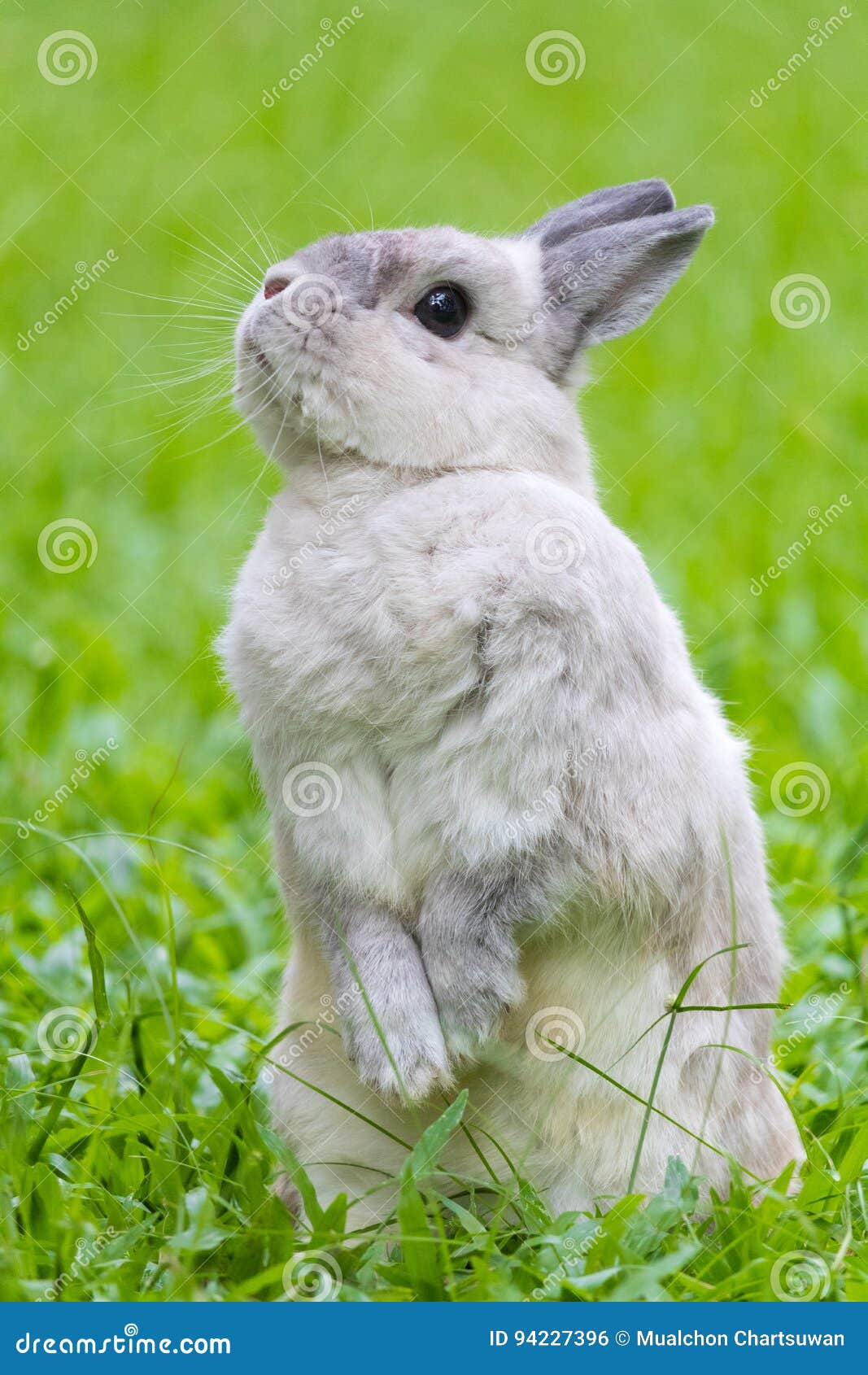 Cute Bunny Relaxing on Grass Stock Photo - Image of happy, adorable ...