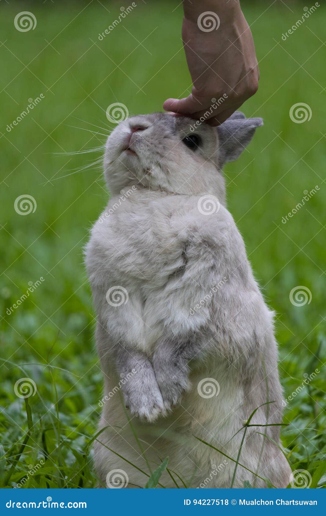 Cute Bunny Relaxing on Grass Stock Photo - Image of happy, feeding ...