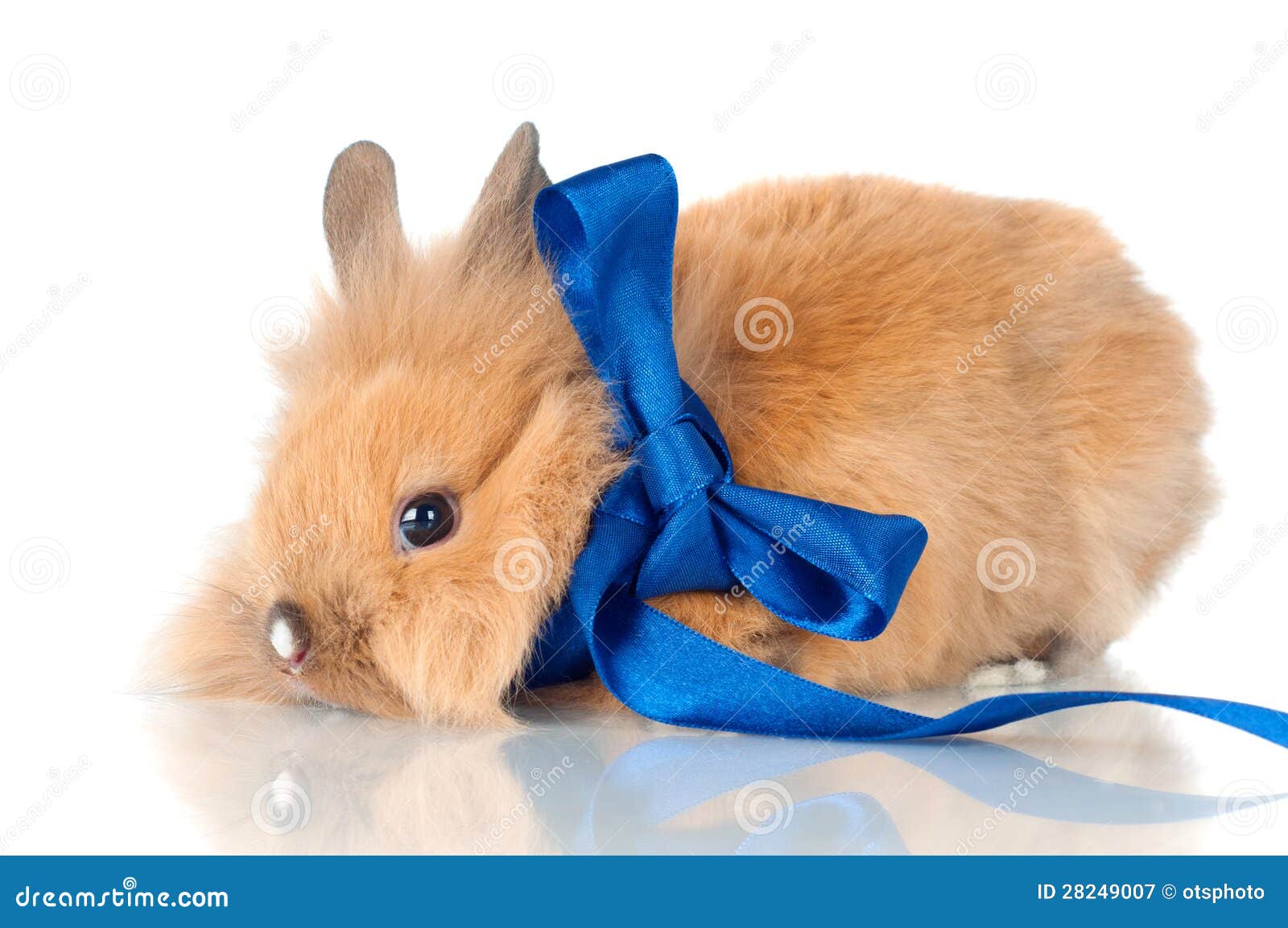 Cute bunny with a ribbon stock image. Image of fluffy - 28249007