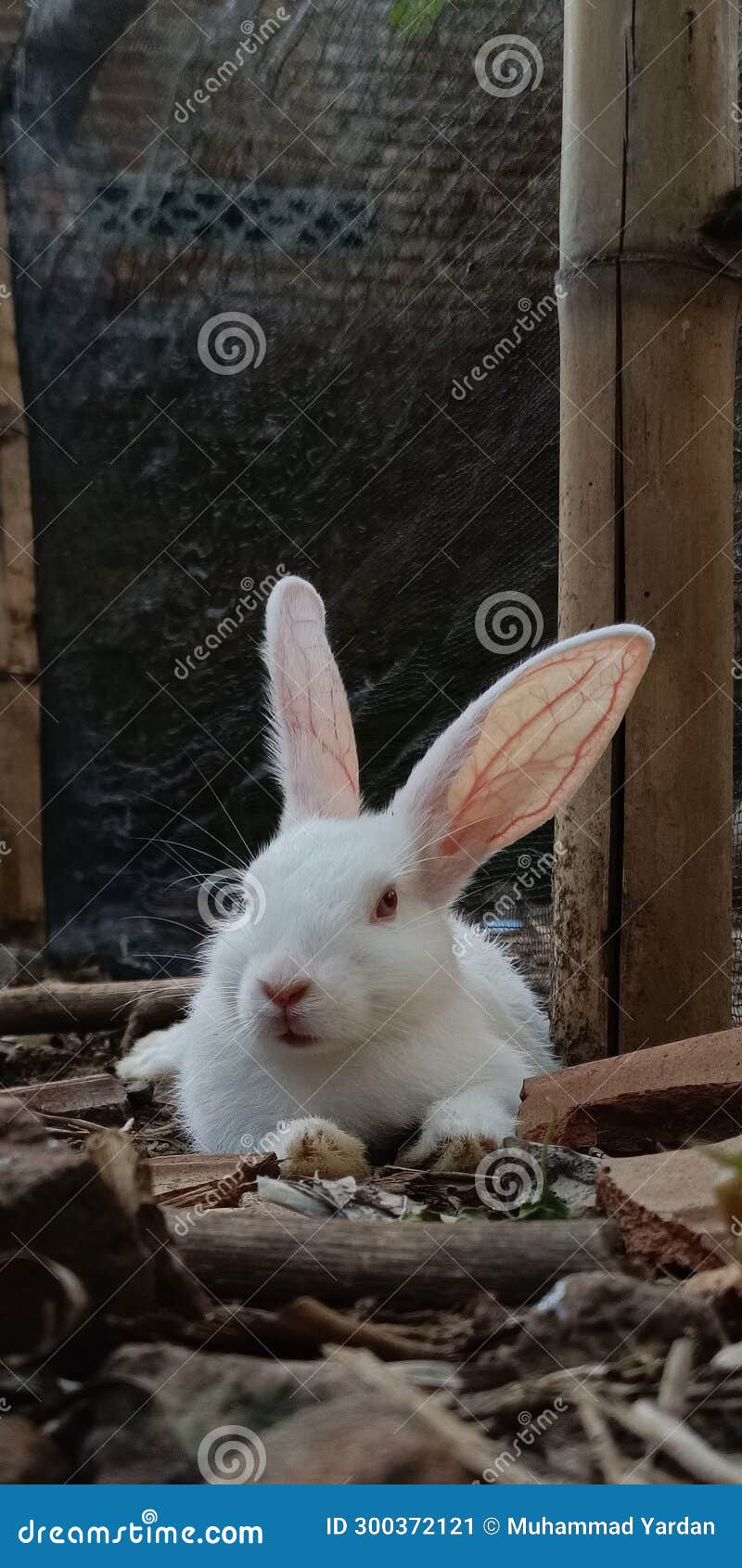 Cute Bunny is Sitting on a Leaf Stock Image - Image of cute, bunny ...