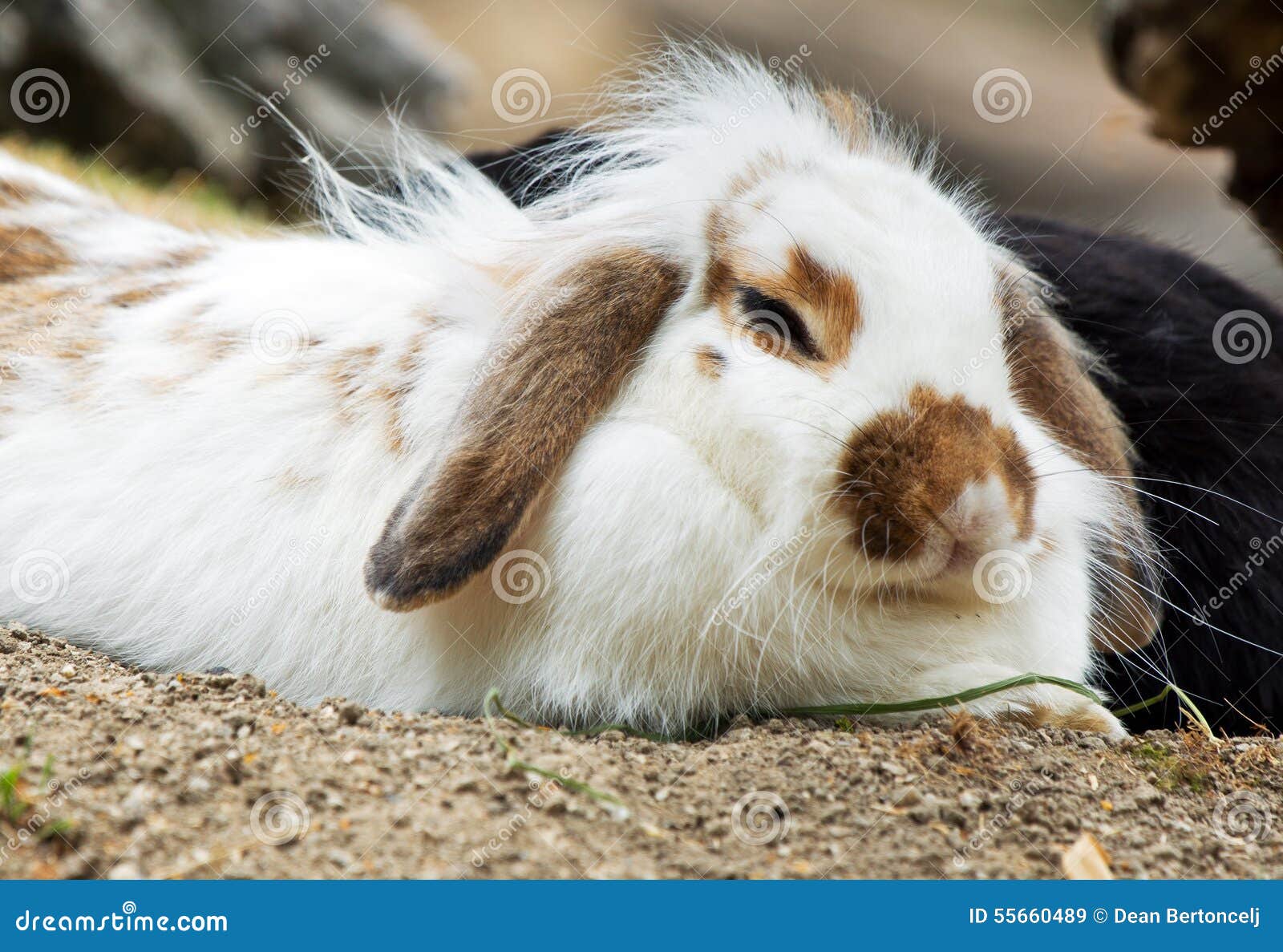 Cute bunny sleeping stock image. Image of rabbit, bunny - 55660489