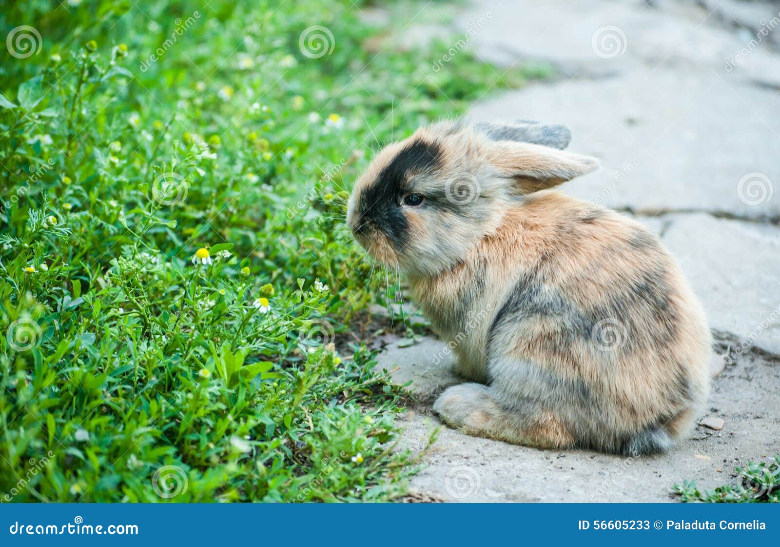 Cute bunny stock image. Image of playful, dwarf, mammal - 56605233