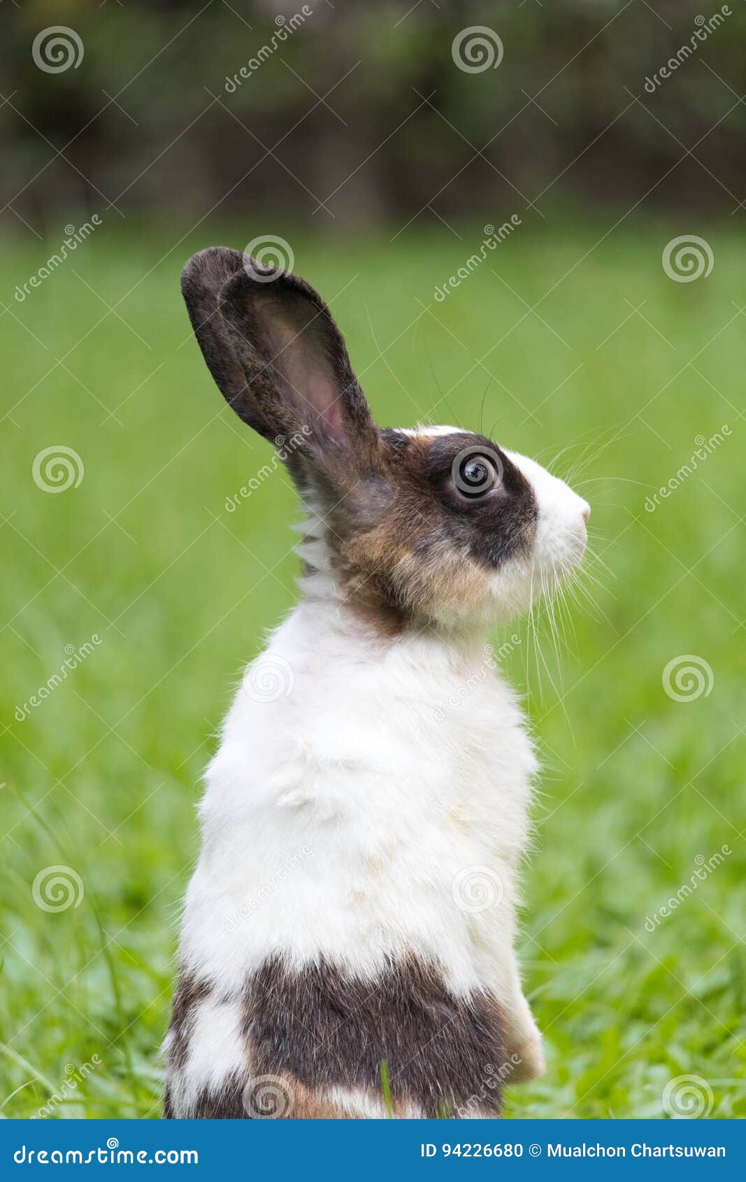 Cute Bunny Standing on Grass Stock Photo - Image of outdoor, park: 94226680