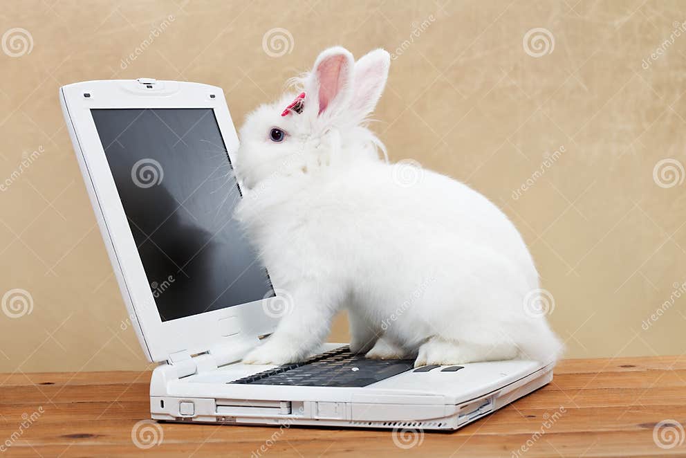 Cute Bunny Studies Computer Technology Stock Photo - Image of head ...