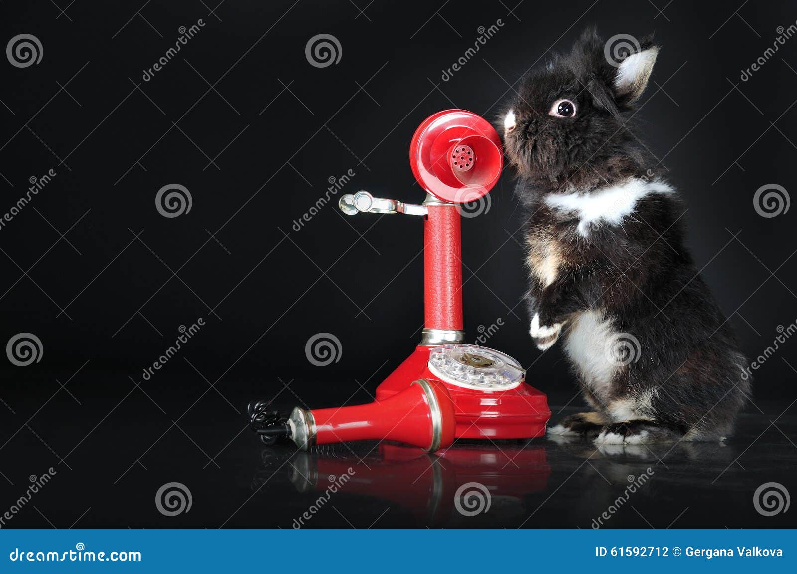 Cute Bunny Talking on Retro Telephone Studio Isolated Stock Photo ...