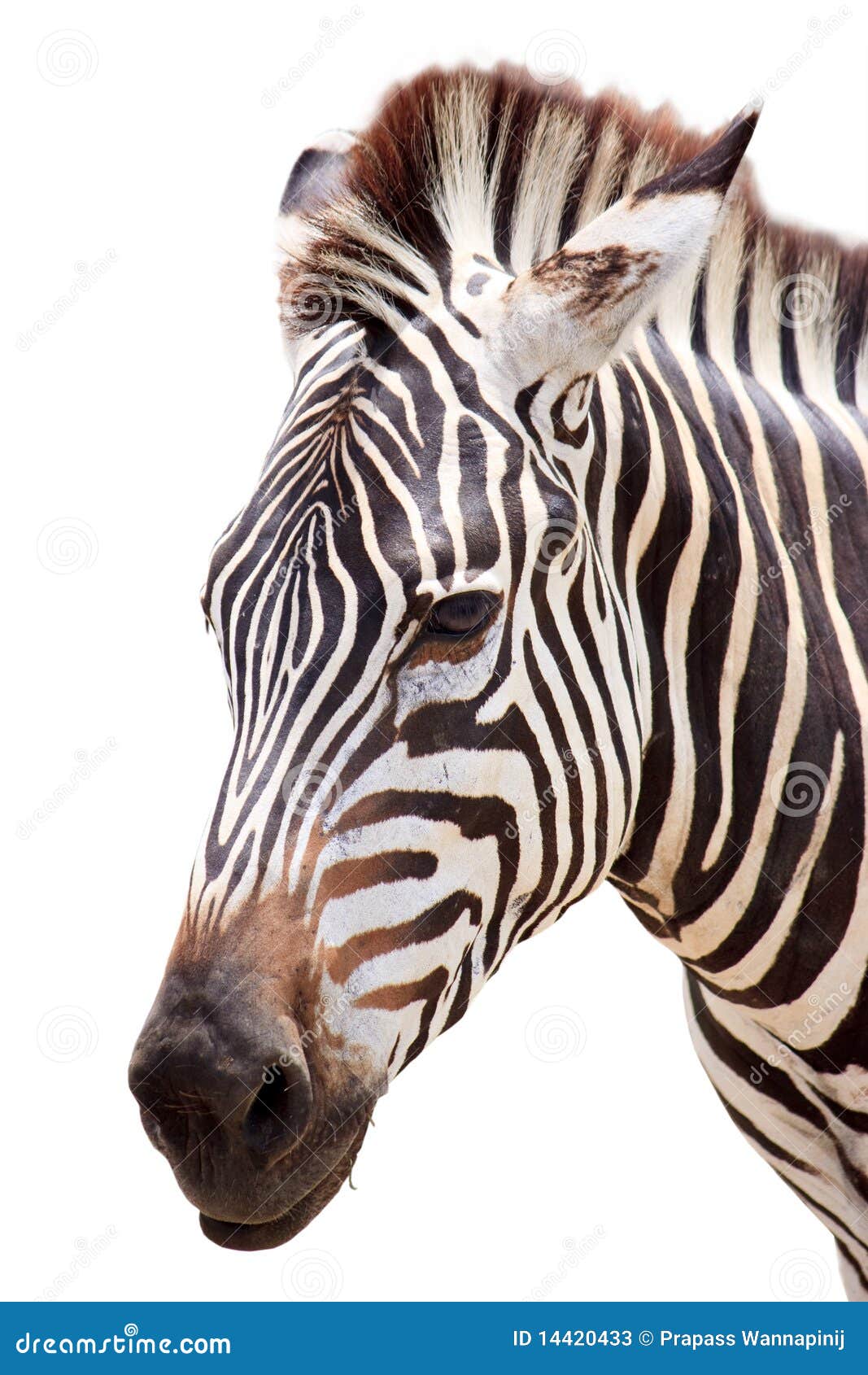 Zebra Head Side Profile Picture Royalty-Free Stock Photo ...