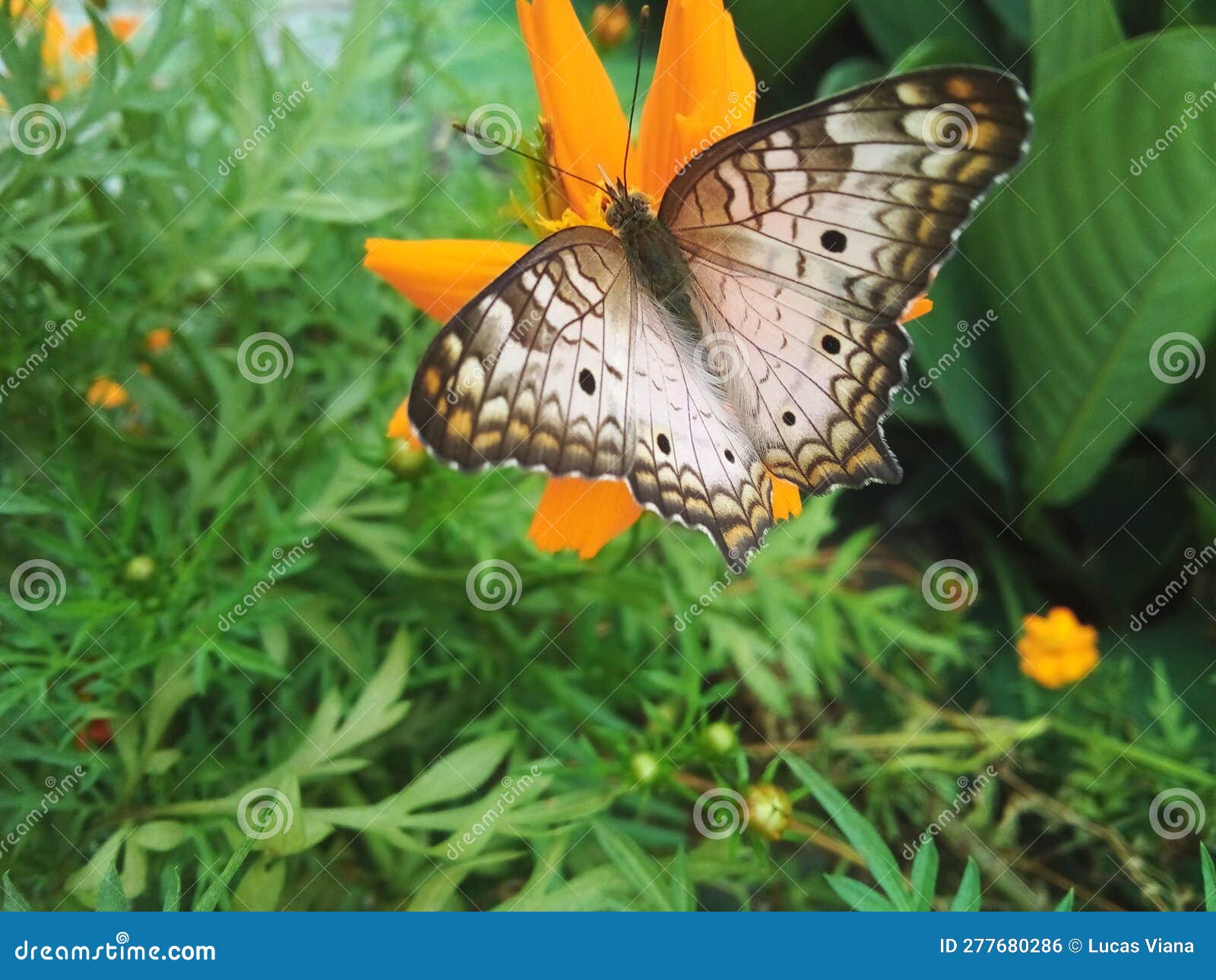 Cute Butterfly Sucking Nectar Stock Photo - Image of nature, sucking: 277680286