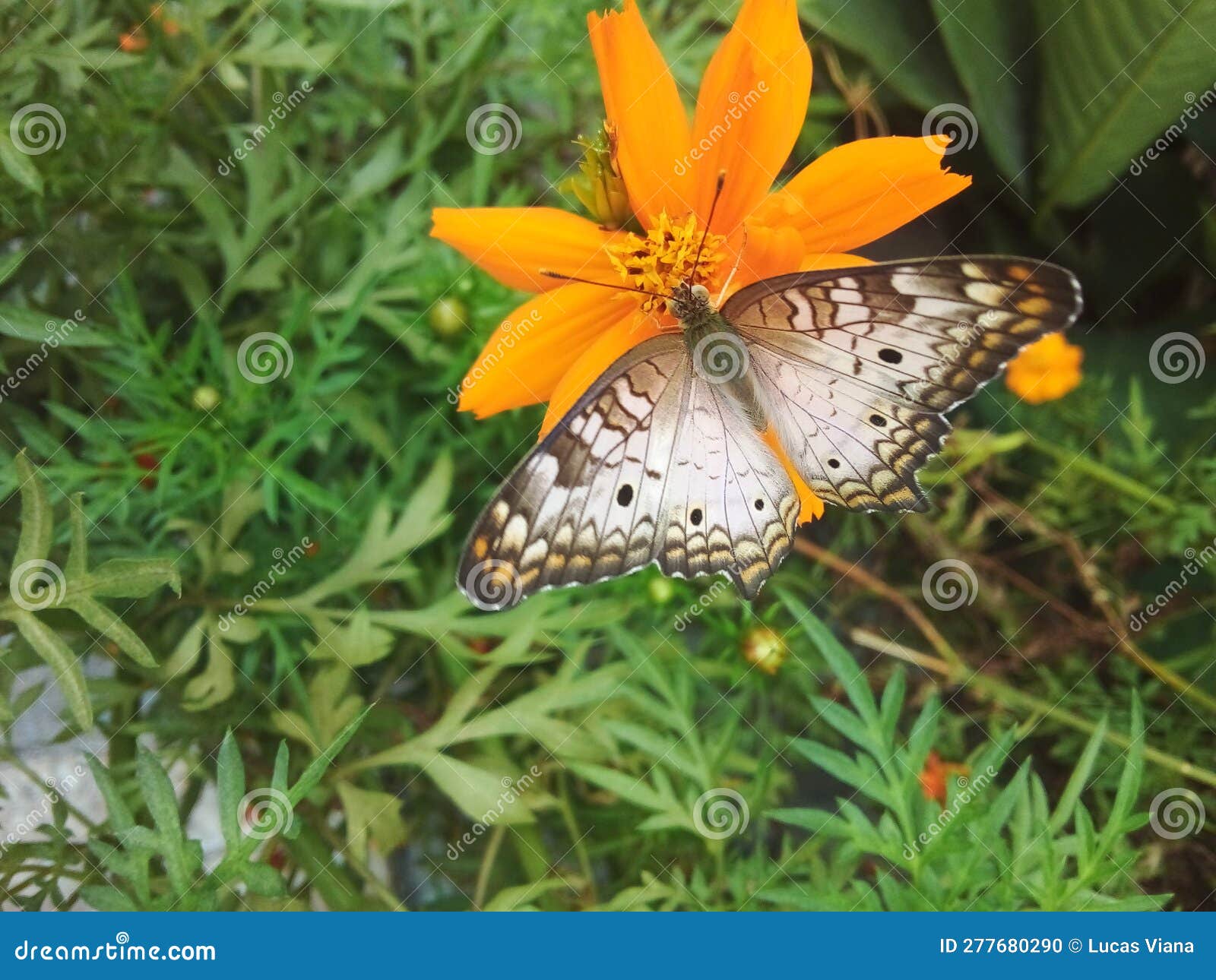 Cute Butterfly Sucking Nectar Stock Photo - Image of cute, sucking: 277680290
