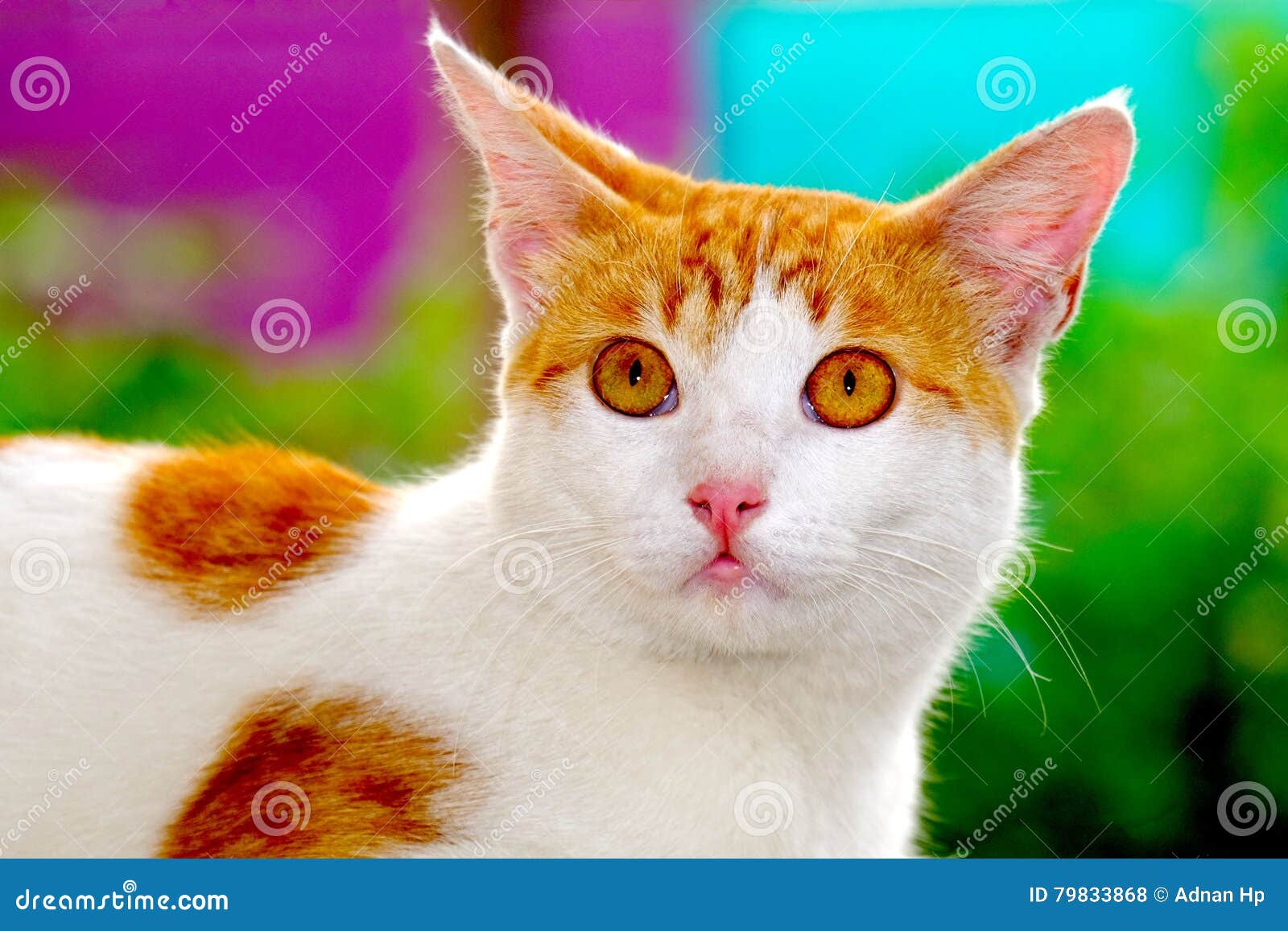 Cute caat look shocked stock photo. Image of small, playful - 79833868