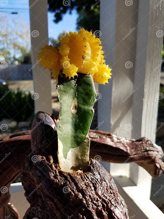 Cute cactus stock photo. Image of cactus, twighlight - 120265200