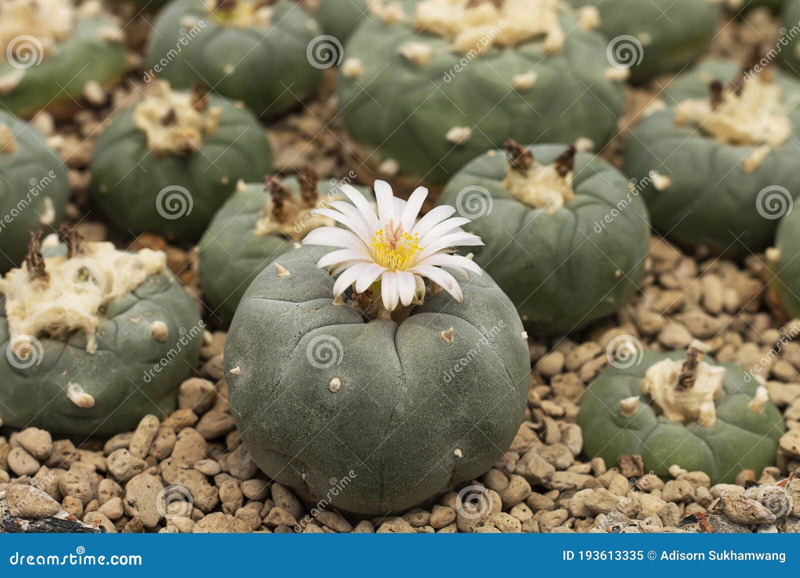 Cute Cactus With Green Portulaca (krokot Gantung) On Red Pot Isolated ...