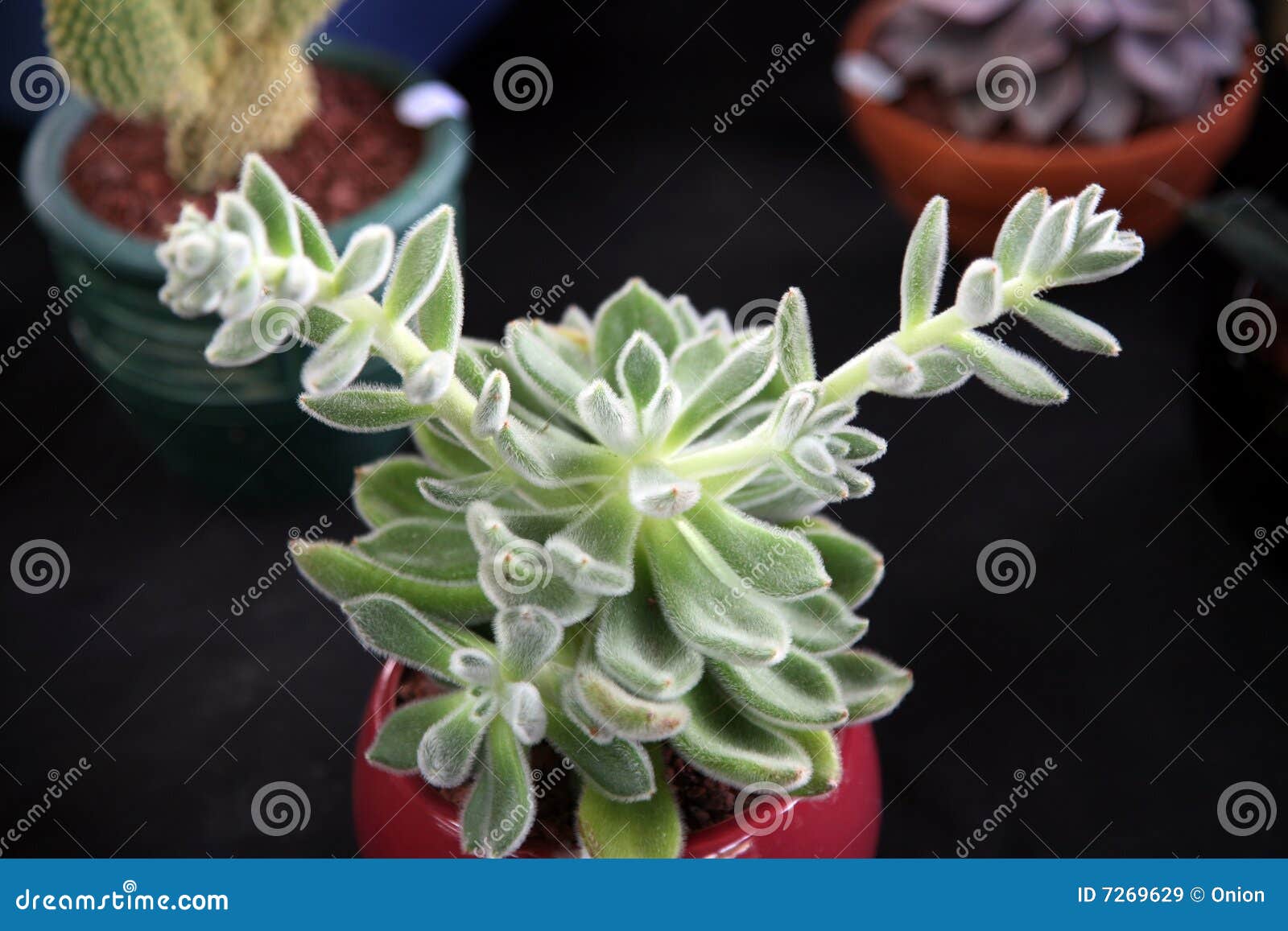 Cute cactus plants stock image. Image of adorable, endurance - 7269629