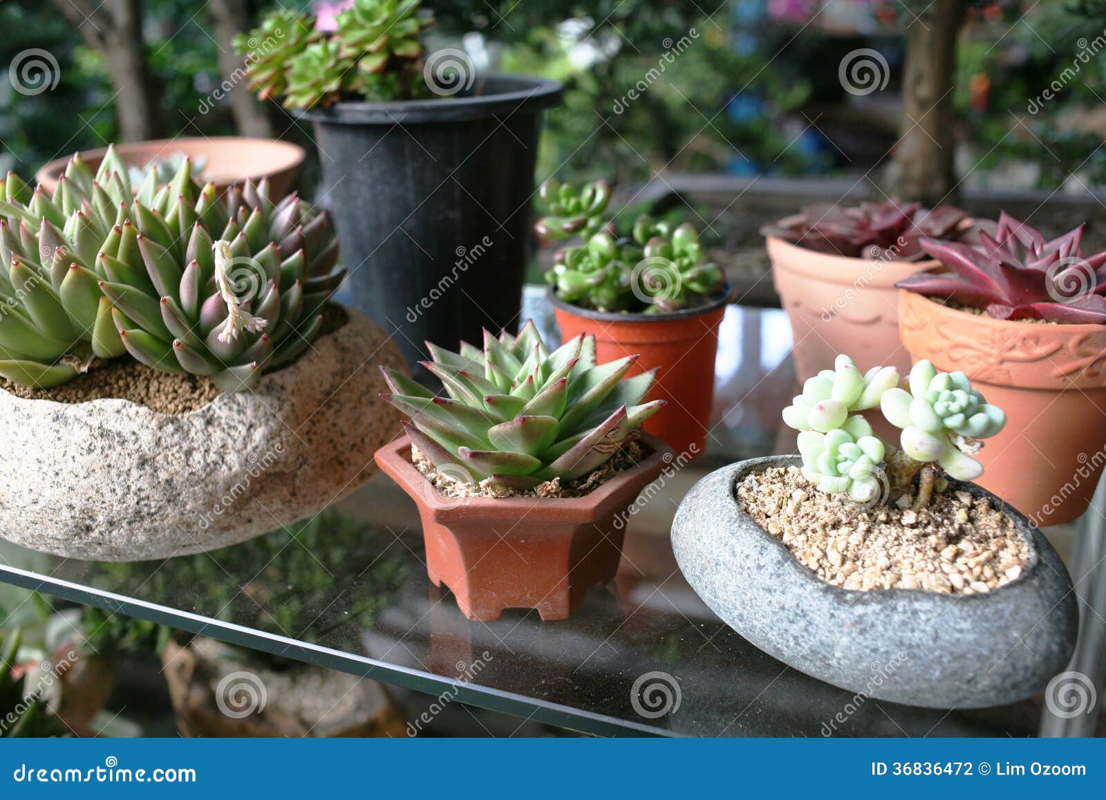 Cute cactus plants stock photo. Image of green, shape - 36836472