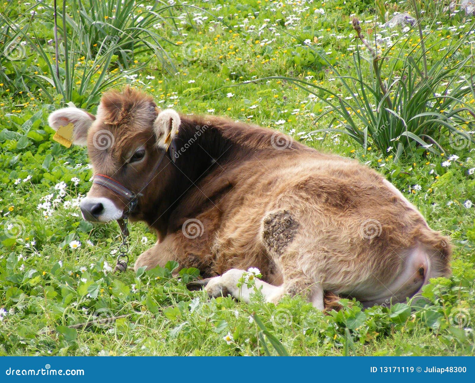 Cute Calf stock image. Image of meat, field, agricultural - 13171119