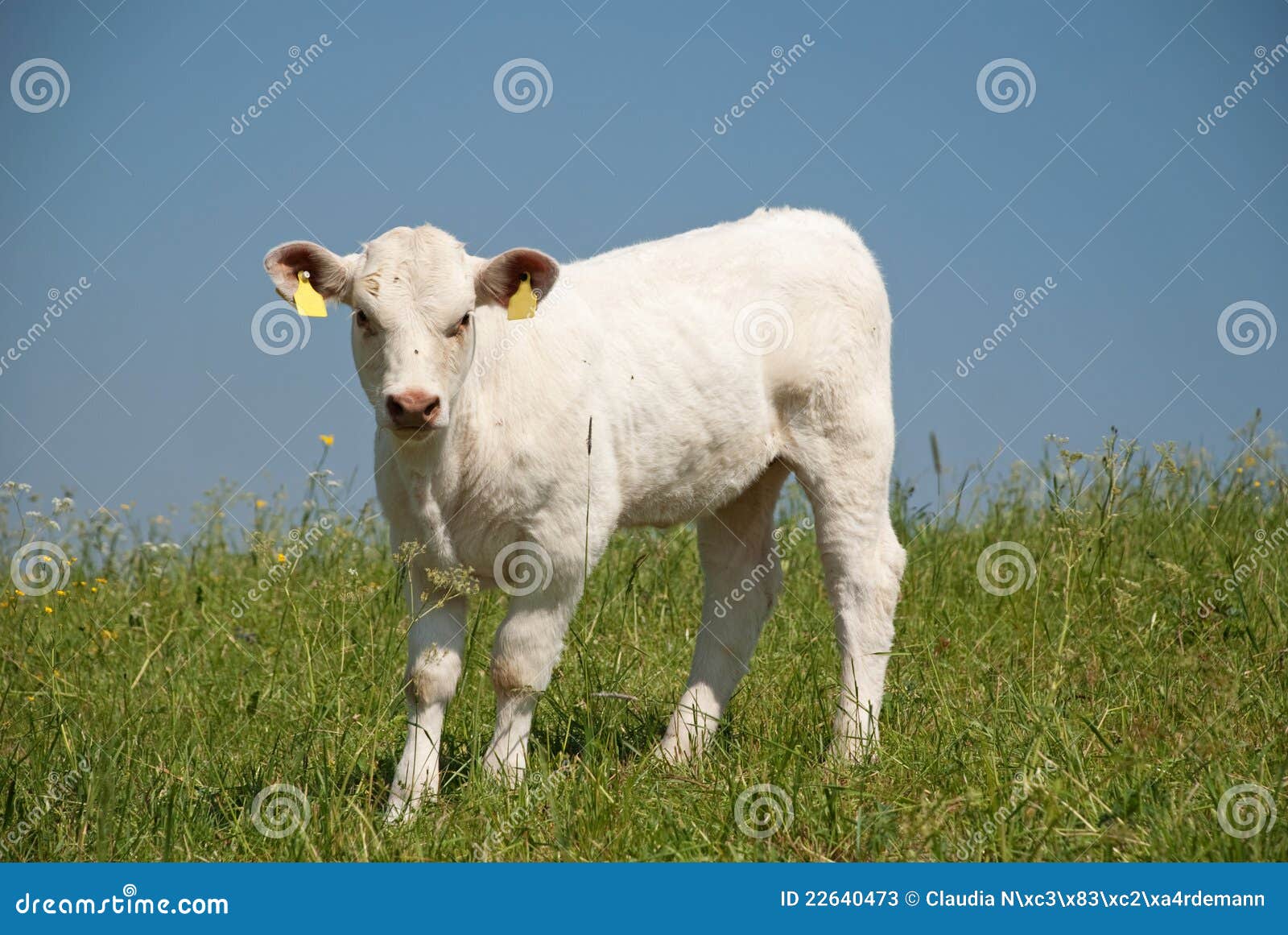 Cute calf stock image. Image of farm, calf, gregarious - 22640473