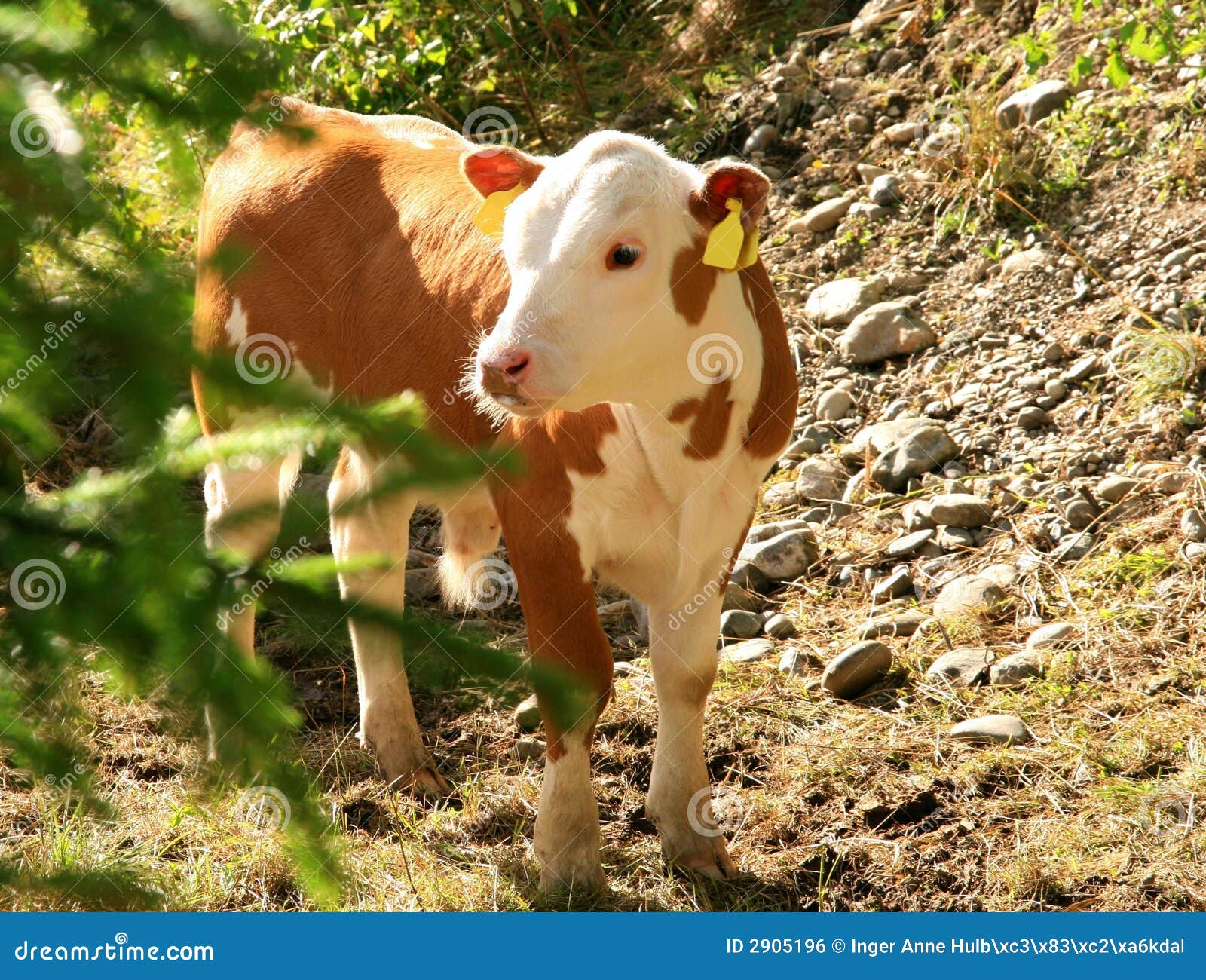 Cute calf stock photo. Image of nature, baby, meadow, agriculture - 2905196