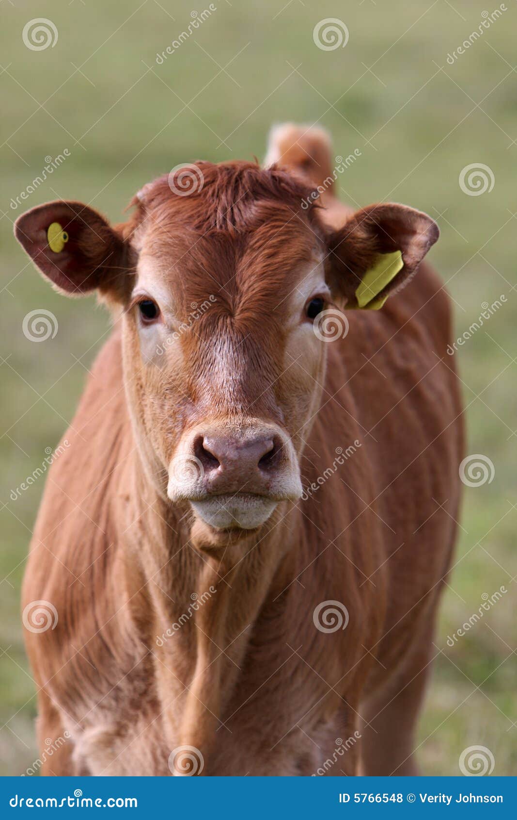 Cute calf stock photo. Image of rural, farm, organic, field - 5766548