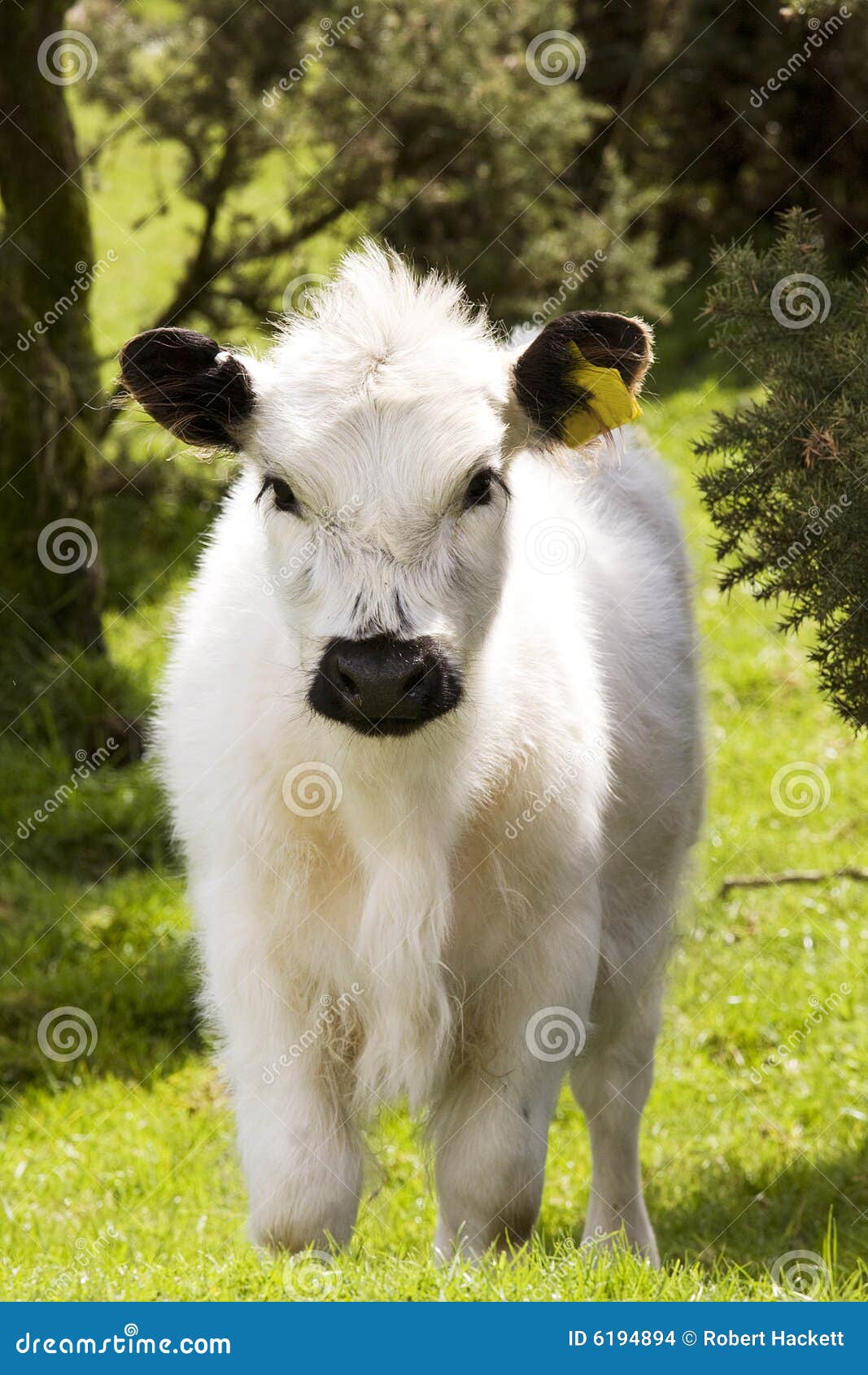 Cute calf stock photo. Image of animal, green, domestic - 6194894