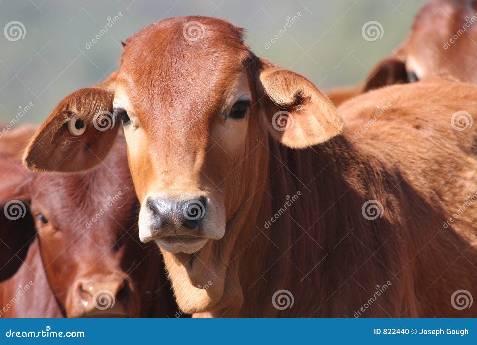 Cute Calf stock photo. Image of looking, cattle, close - 822440