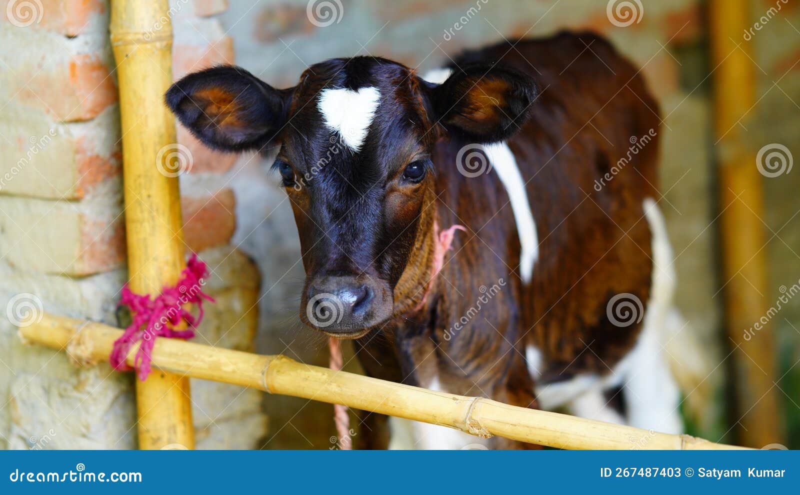 Calf Face Vector Stock Photos - Free & Royalty-Free Stock Photos from ...