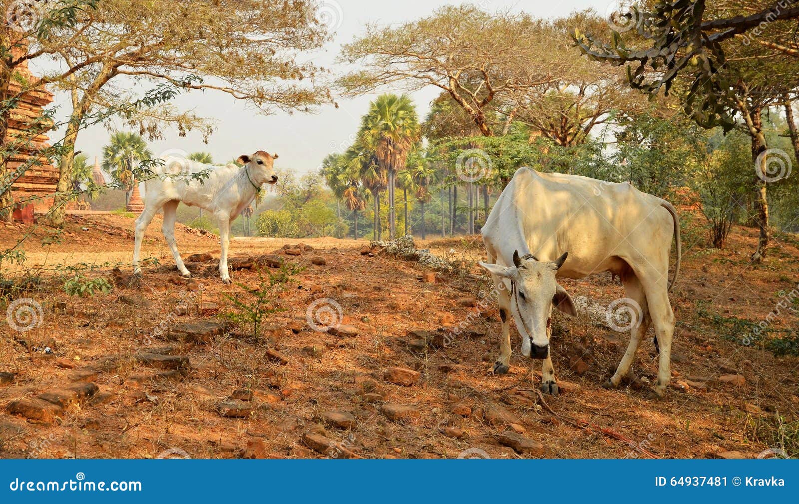 Cute Calf Cow in Bagan Myanmar Stock Image - Image of domestic, life ...